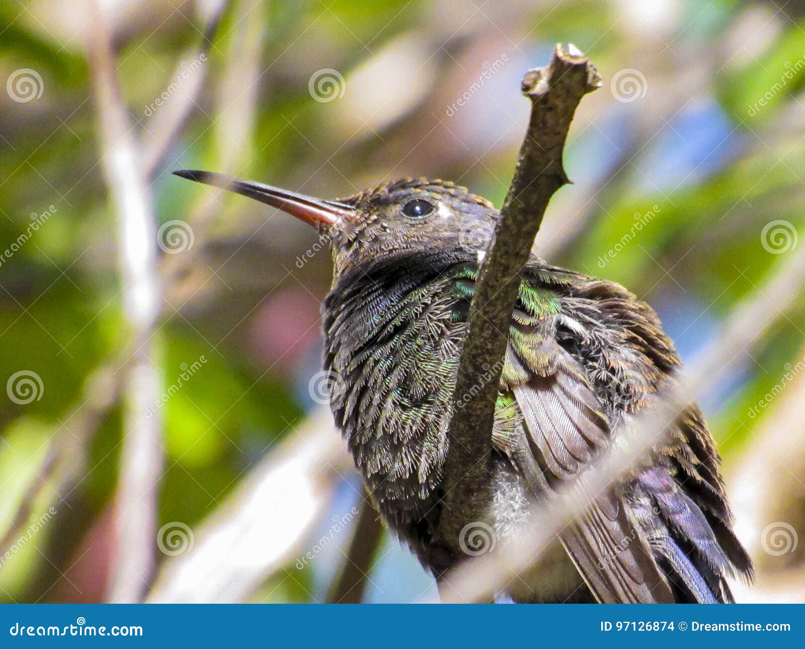 Hummingbird stock photo. Image of beak, fauna, bird, beetle - 97126874