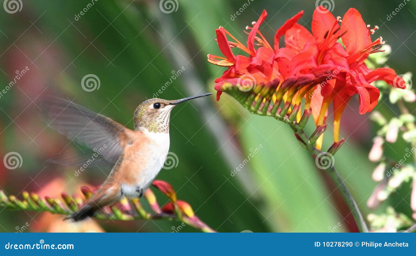 Hummingbird and Red Flowers Stock Photo - Image of agile, wildlife ...