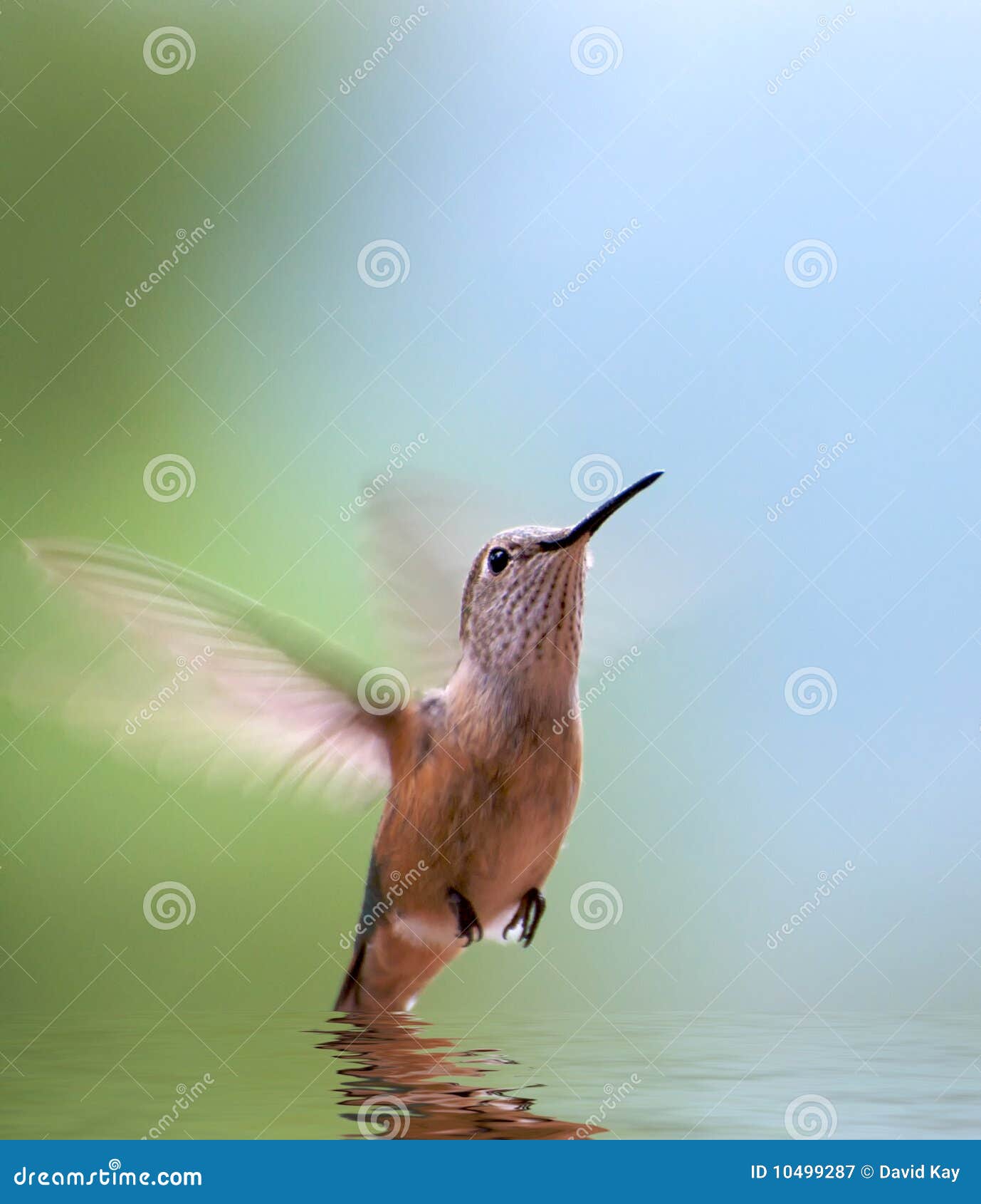 Hummingbird Reflection stock image. Image of beak, nature - 10499287