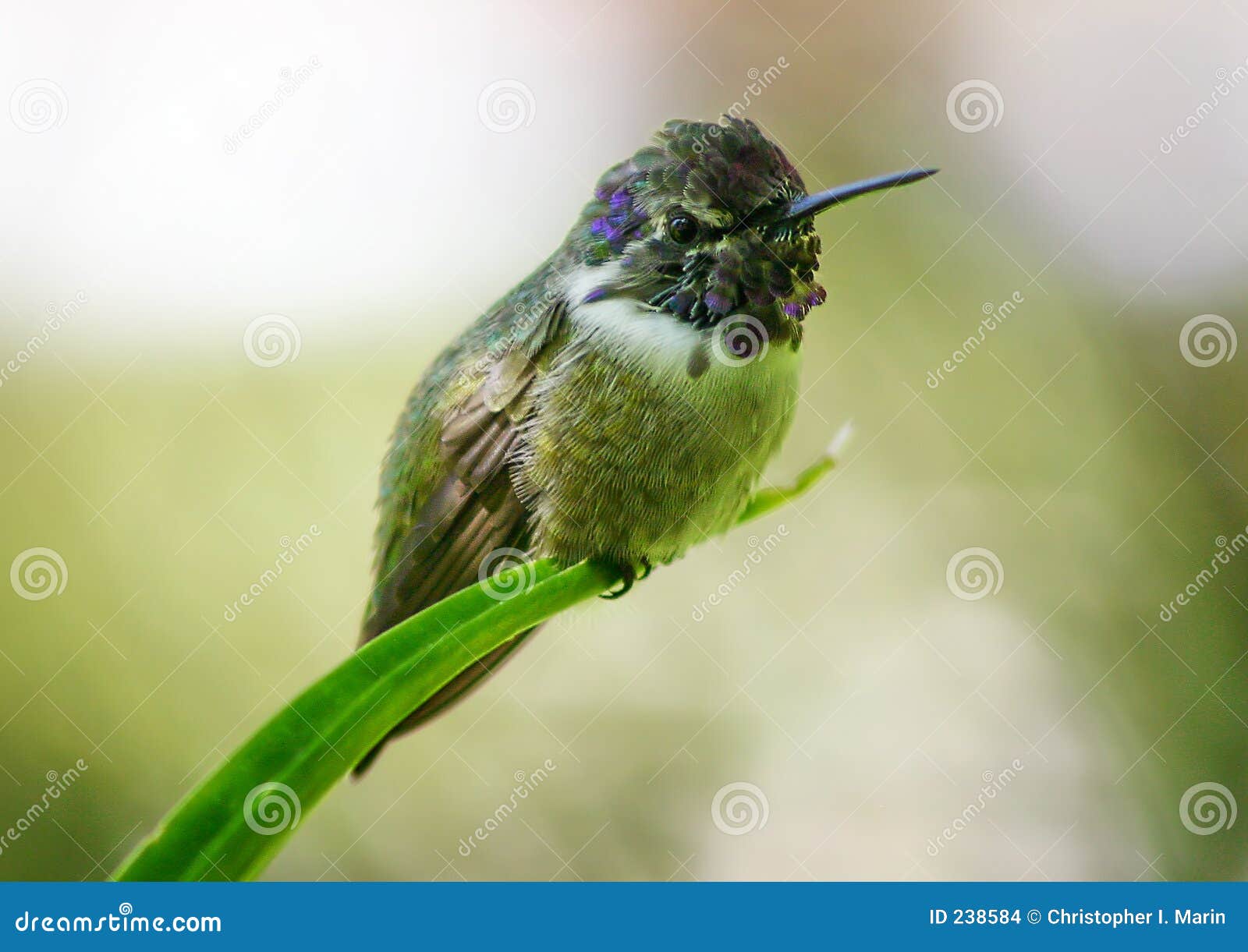 Hummingbird at rest stock photo. Image of hummingbird, forest - 238584