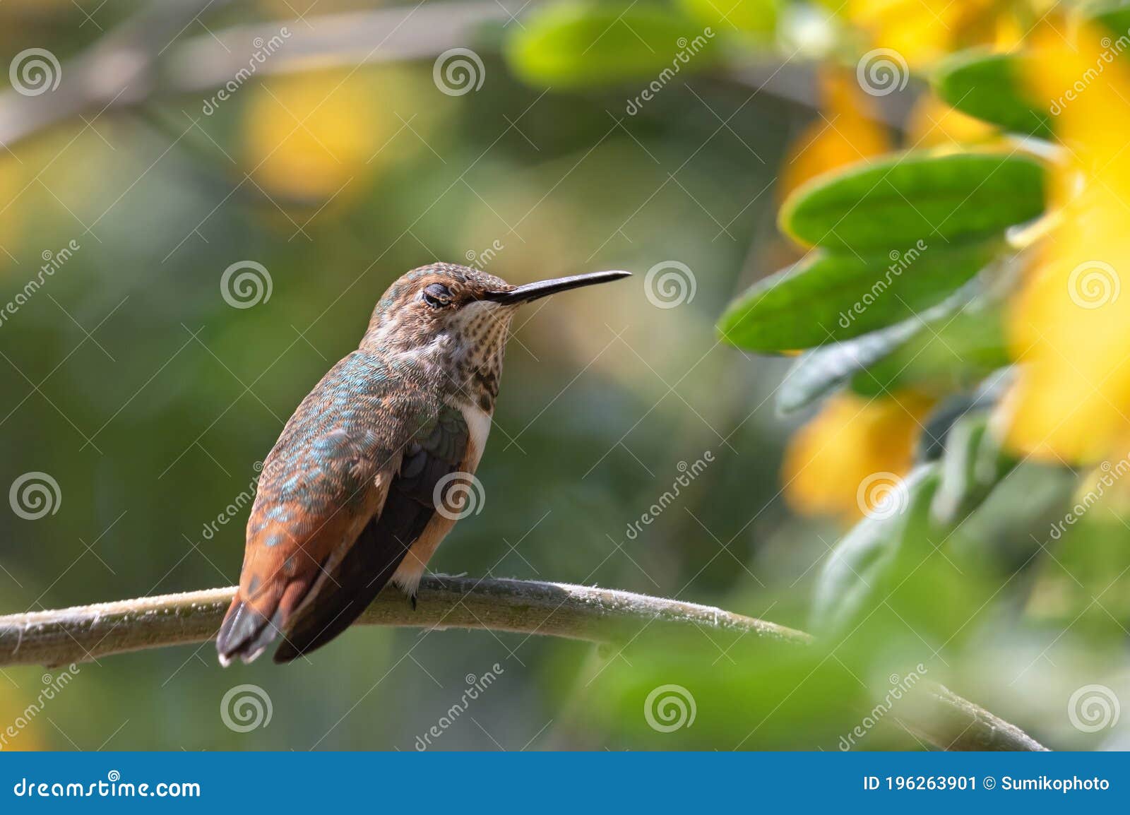 Hummingbird Resting on a Branch Stock Image - Image of male, spring ...