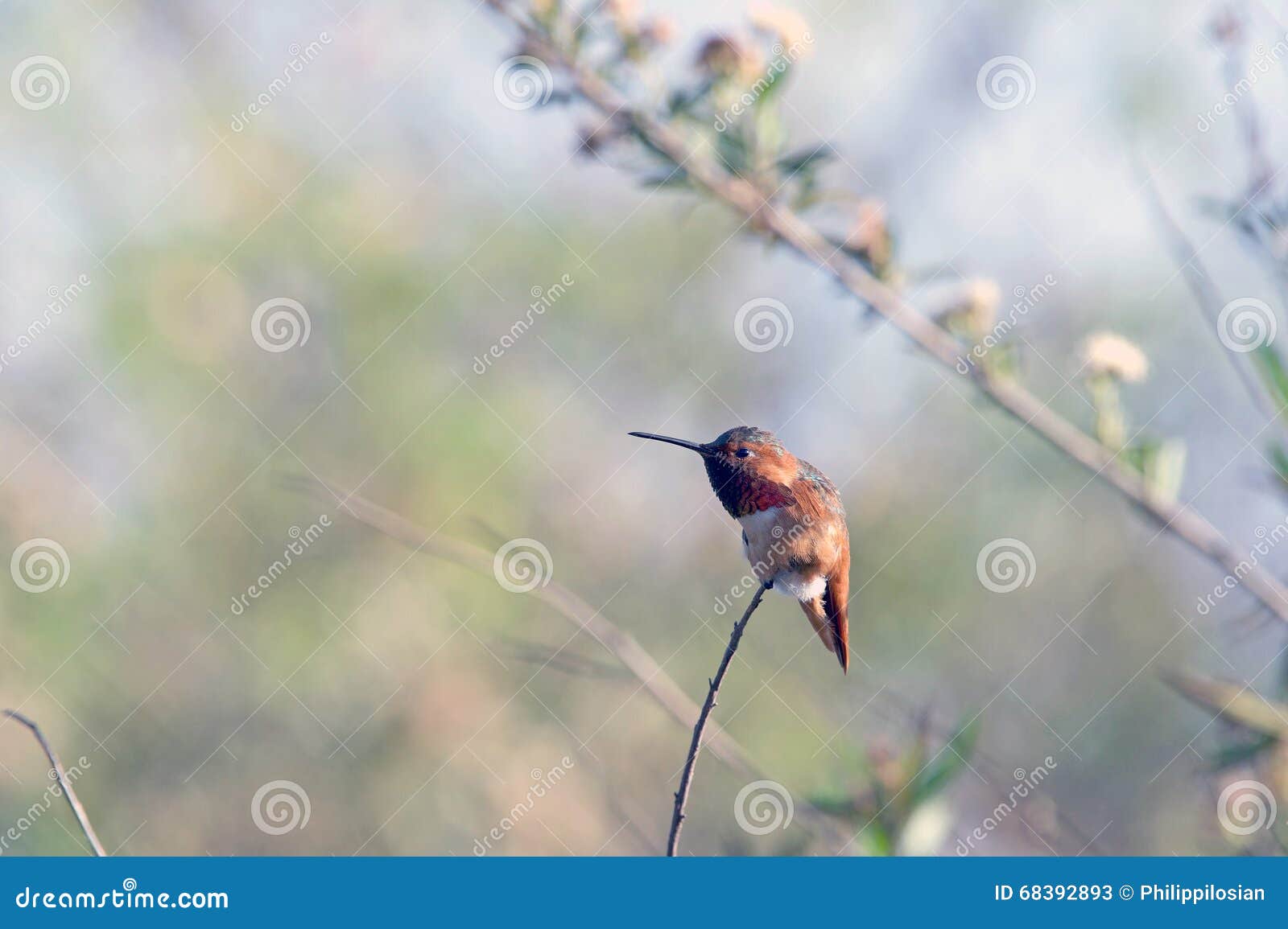 Hummingbird Resting on a Branch Stock Image - Image of colors, behavior ...