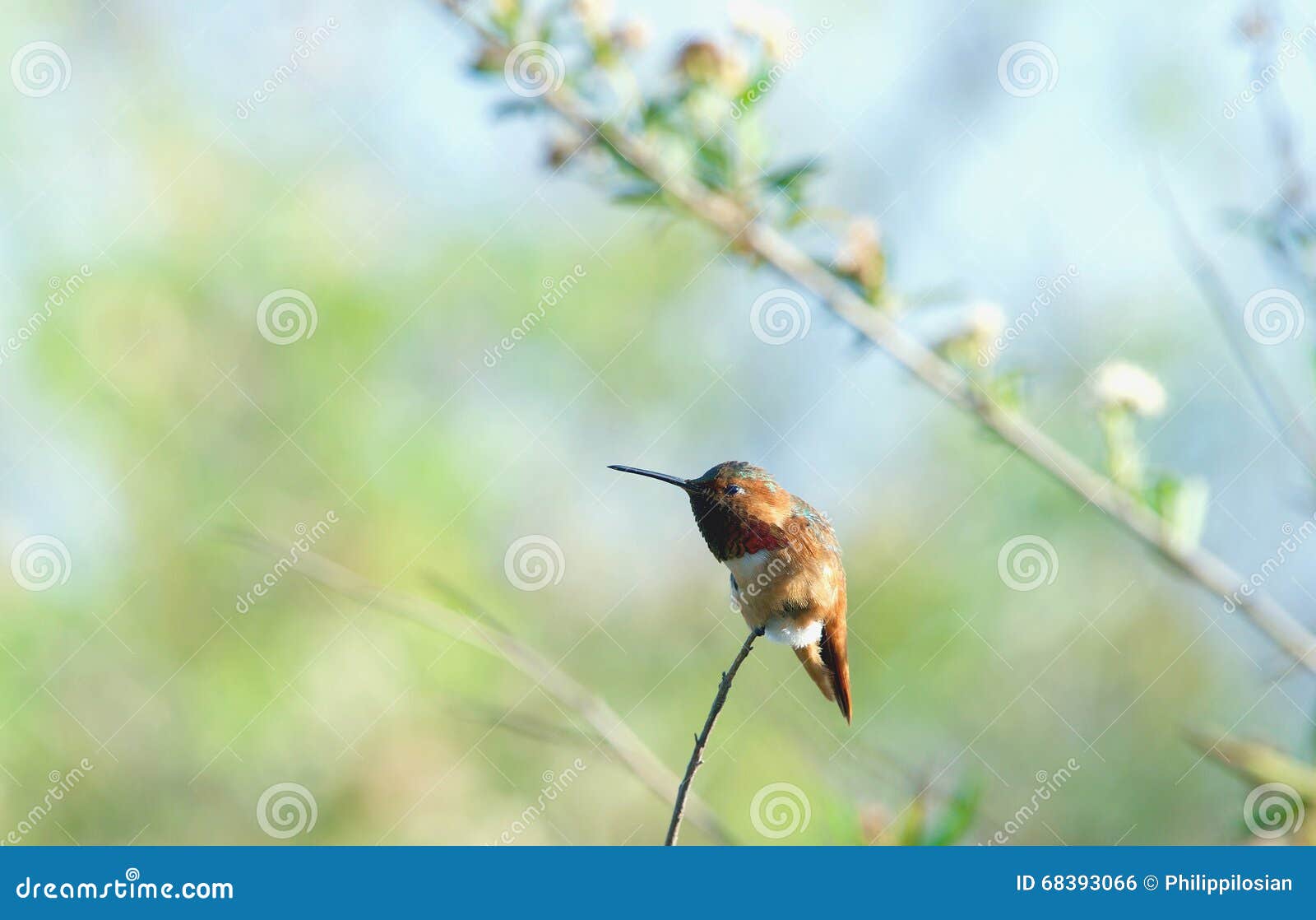 Hummingbird Resting on a Branch Stock Photo - Image of frequency ...