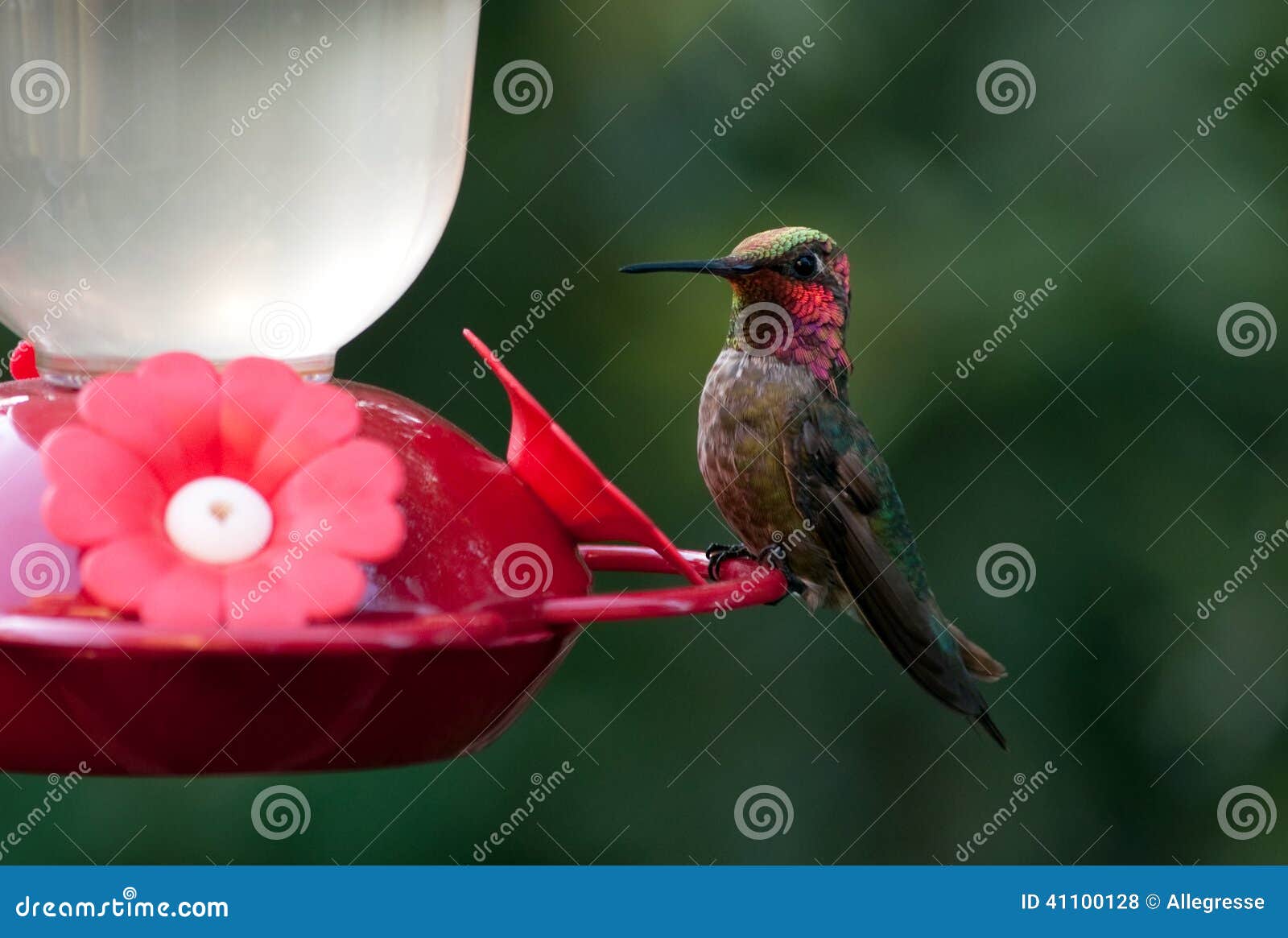 Hummingbird Resting II stock photo. Image of feather - 41100128