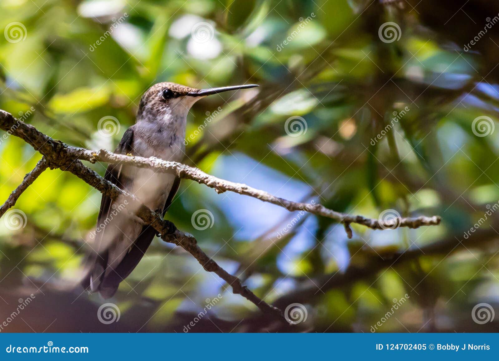 Ruby-throated Hummingbird Resting in the Oak Tree Stock Image - Image ...