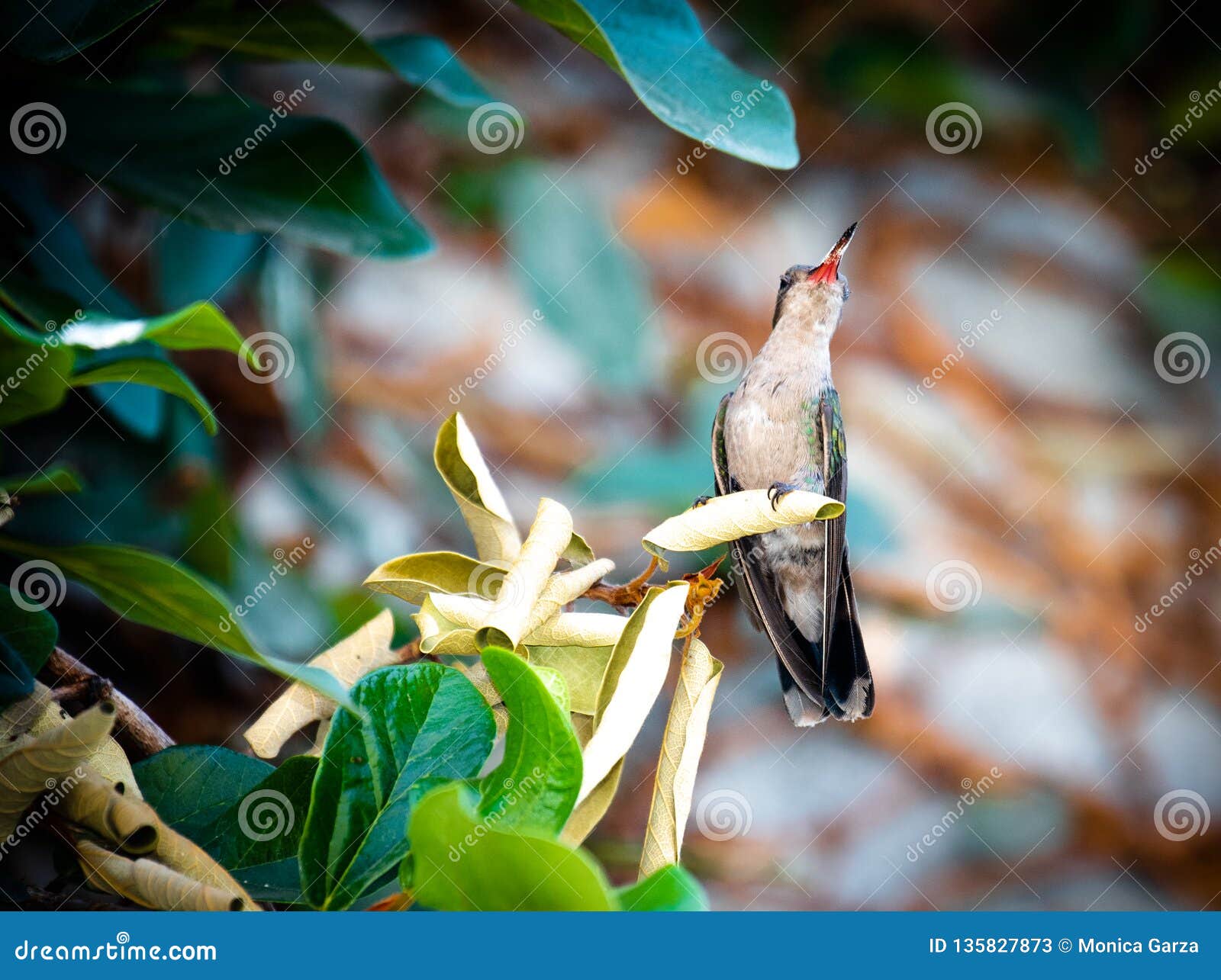 Hummingbird Resting on a Tree Leaf. Stock Image - Image of amazing ...
