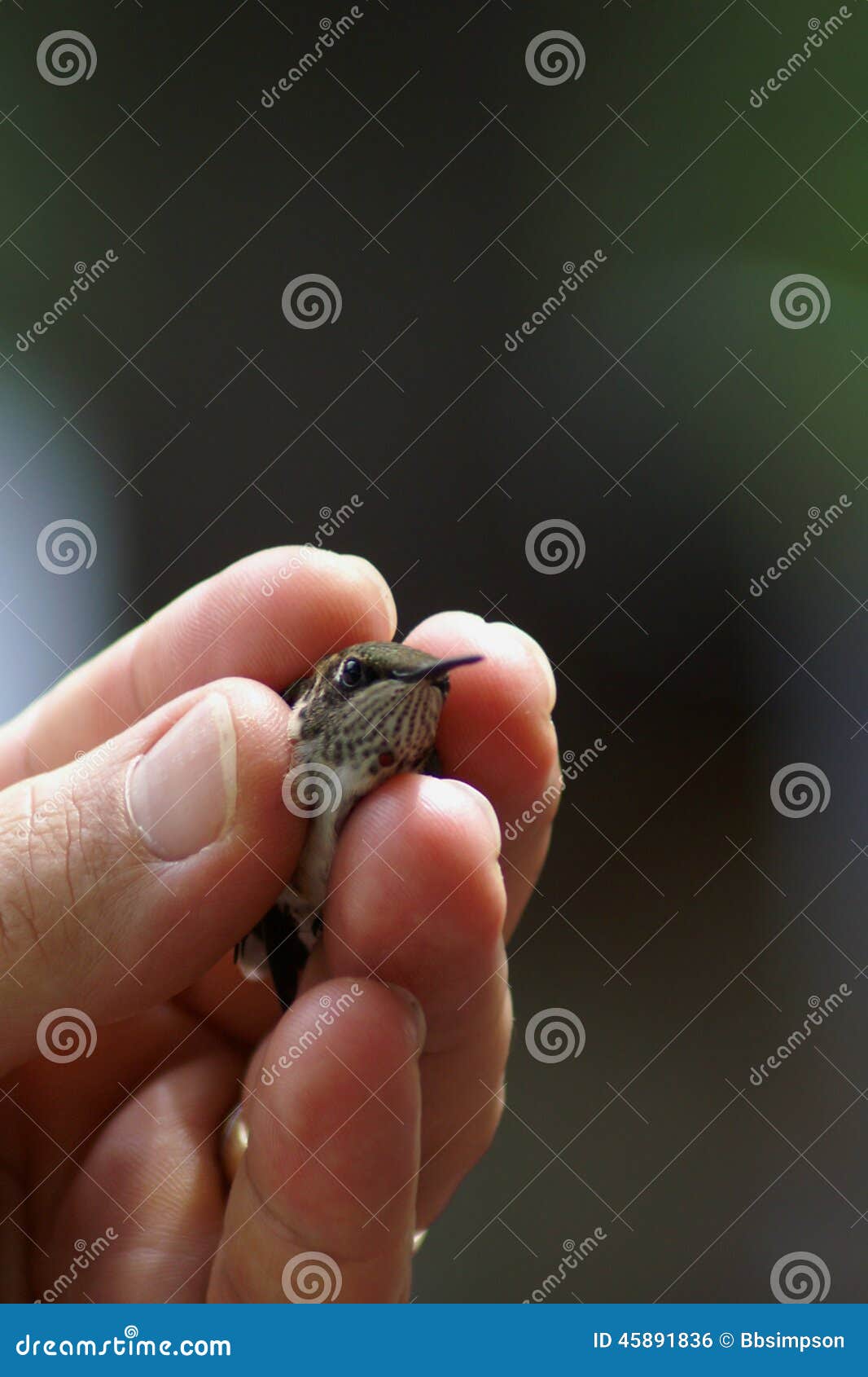 Hummingbird Restrained within Fingers of Hand Stock Photo - Image of ...