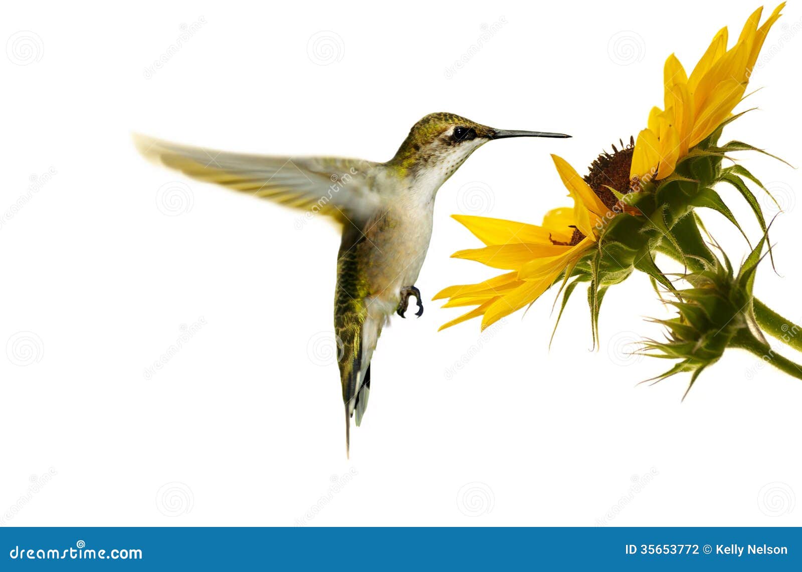 Hummingbird. stock photo. Image of ruby, petals, archilochus - 35653772