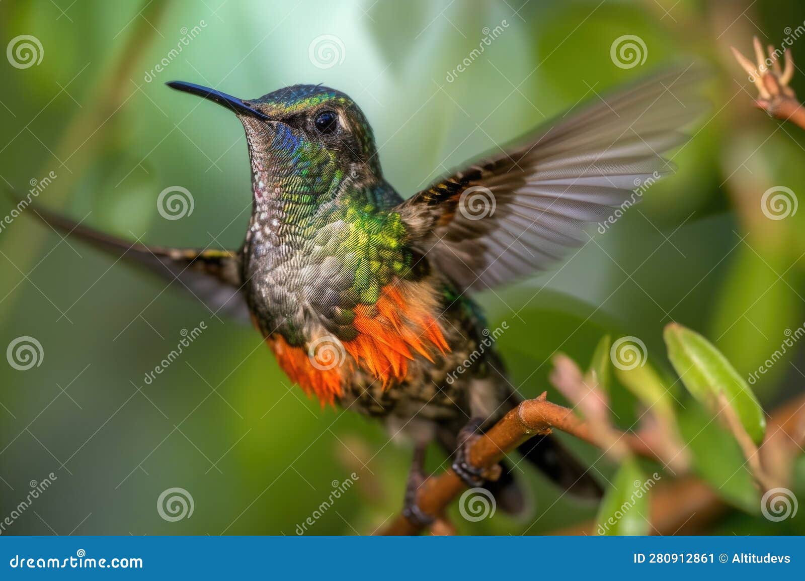 Hummingbird S First Flight, Fluttering and Flapping Its Tiny Wings To ...