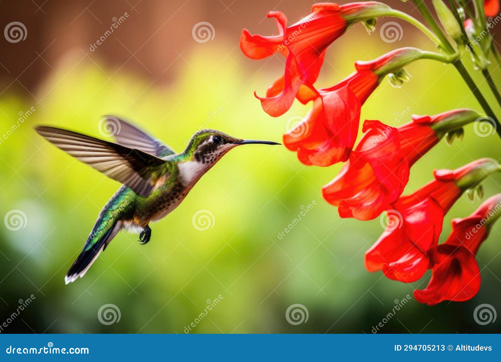 A Hummingbird Sipping Nectar from a Bright Red Flower Stock Image ...