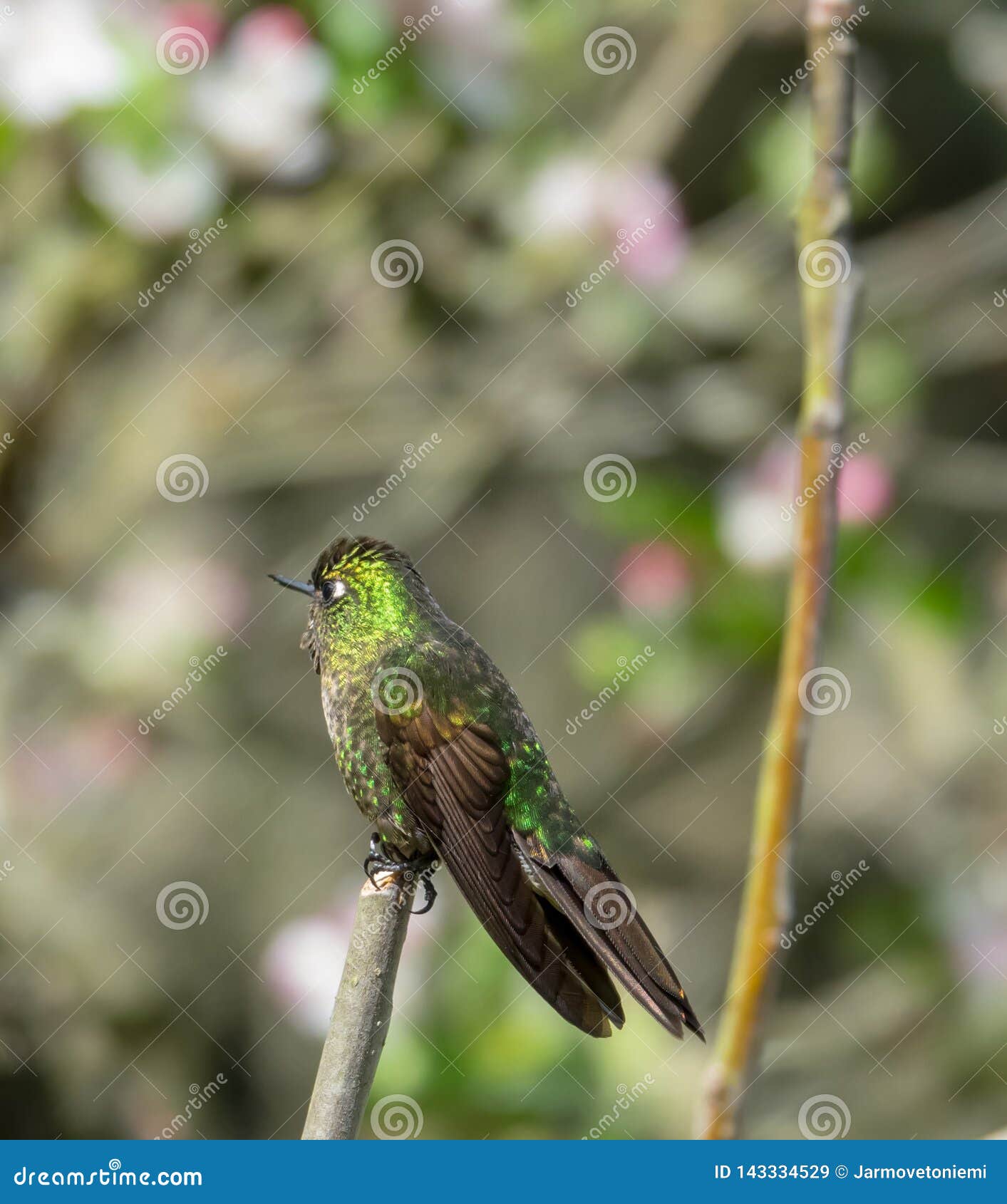 Hummingbird Sits on a Brach, Ecuador Stock Image - Image of branch ...