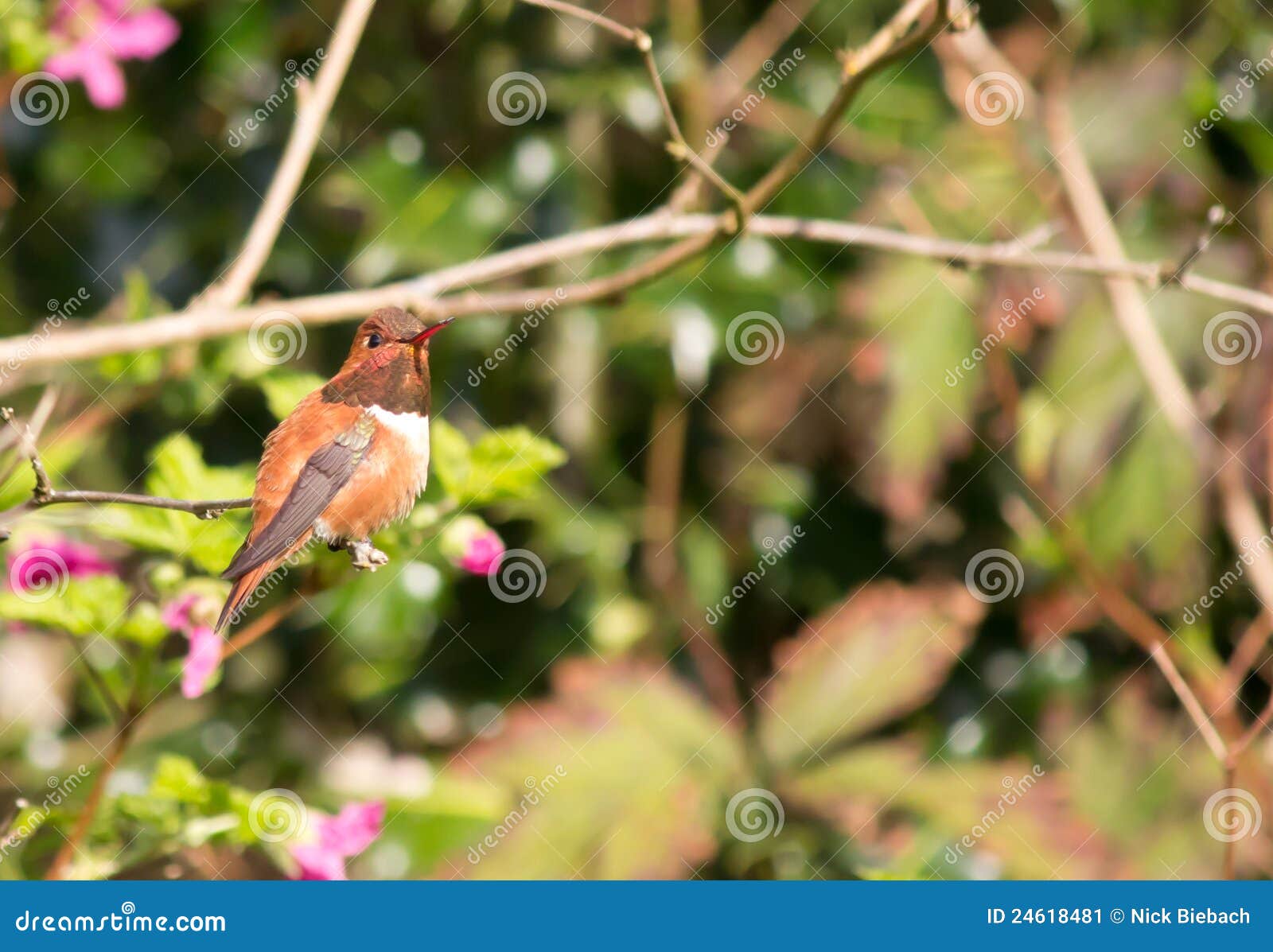 Hummingbird Sitting on Branch Stock Image - Image of shiny, bill: 24618481