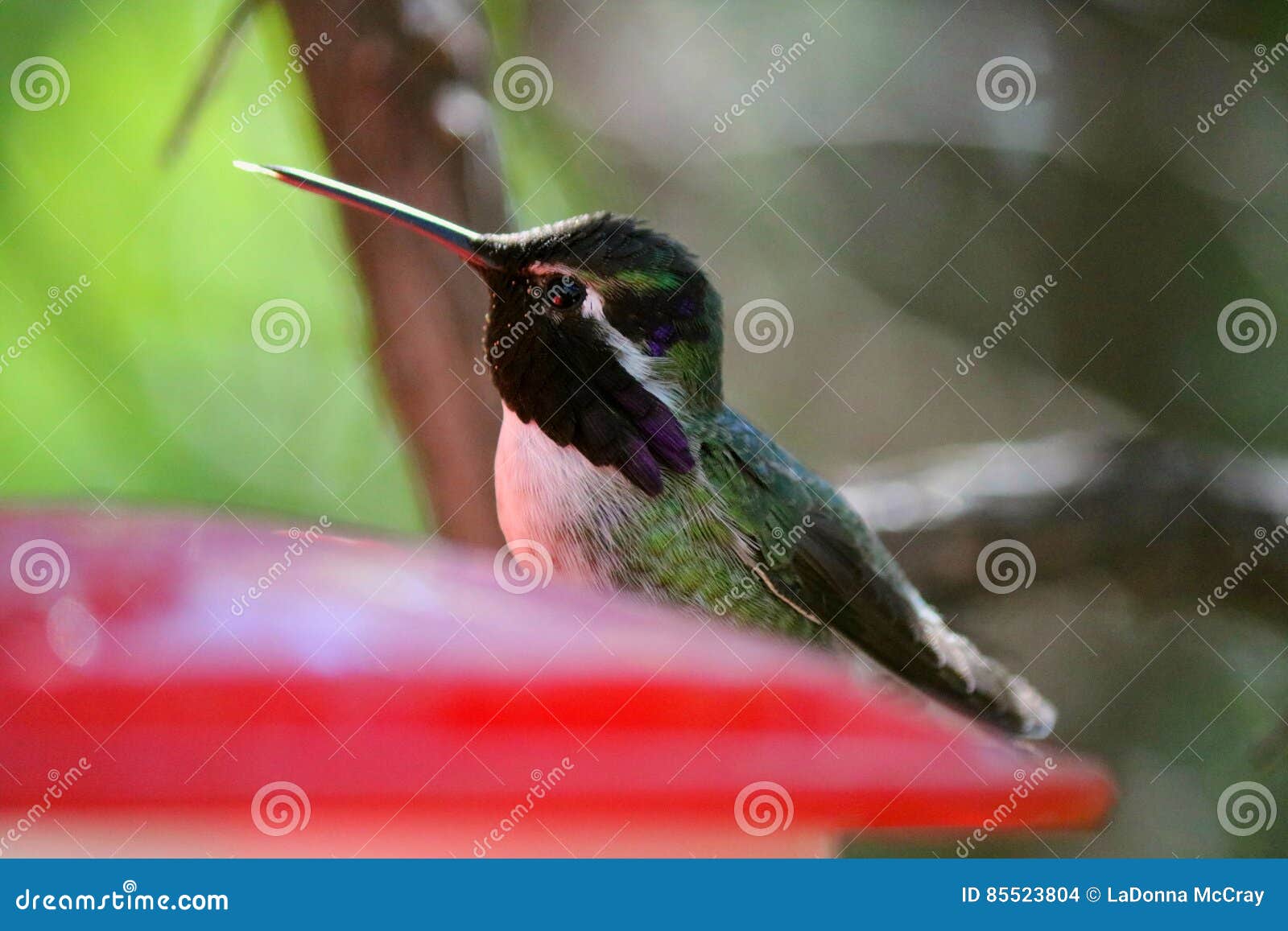 Hummingbird Sitting on Feeder Stock Photo - Image of bird, hummingbird ...
