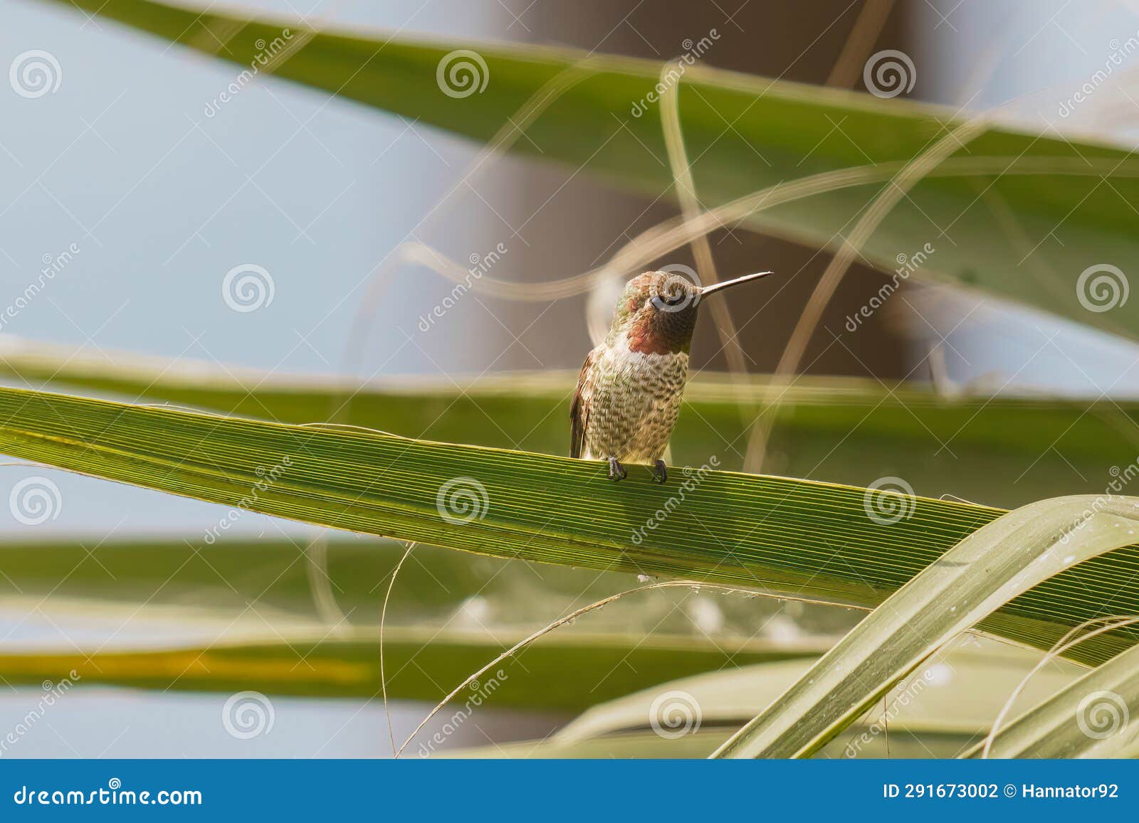 Hummingbird is Sitting on a Palm Tree Leaf, Beautiful Blue Sky in the ...