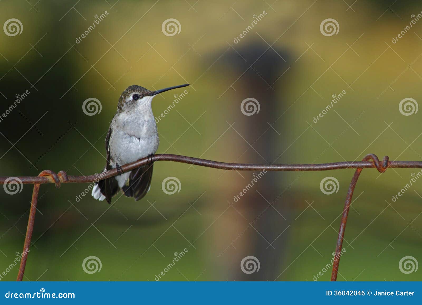 Hummingbird Sitting stock photo. Image of perch, flight - 36042046
