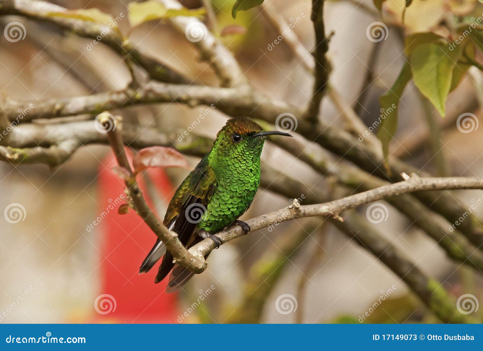 Hummingbird Sitting on a Tree Branch Stock Image - Image of feathered ...