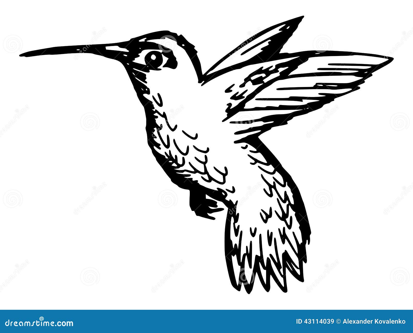 Hummingbird stock vector. Illustration of doodle, animal - 43114039