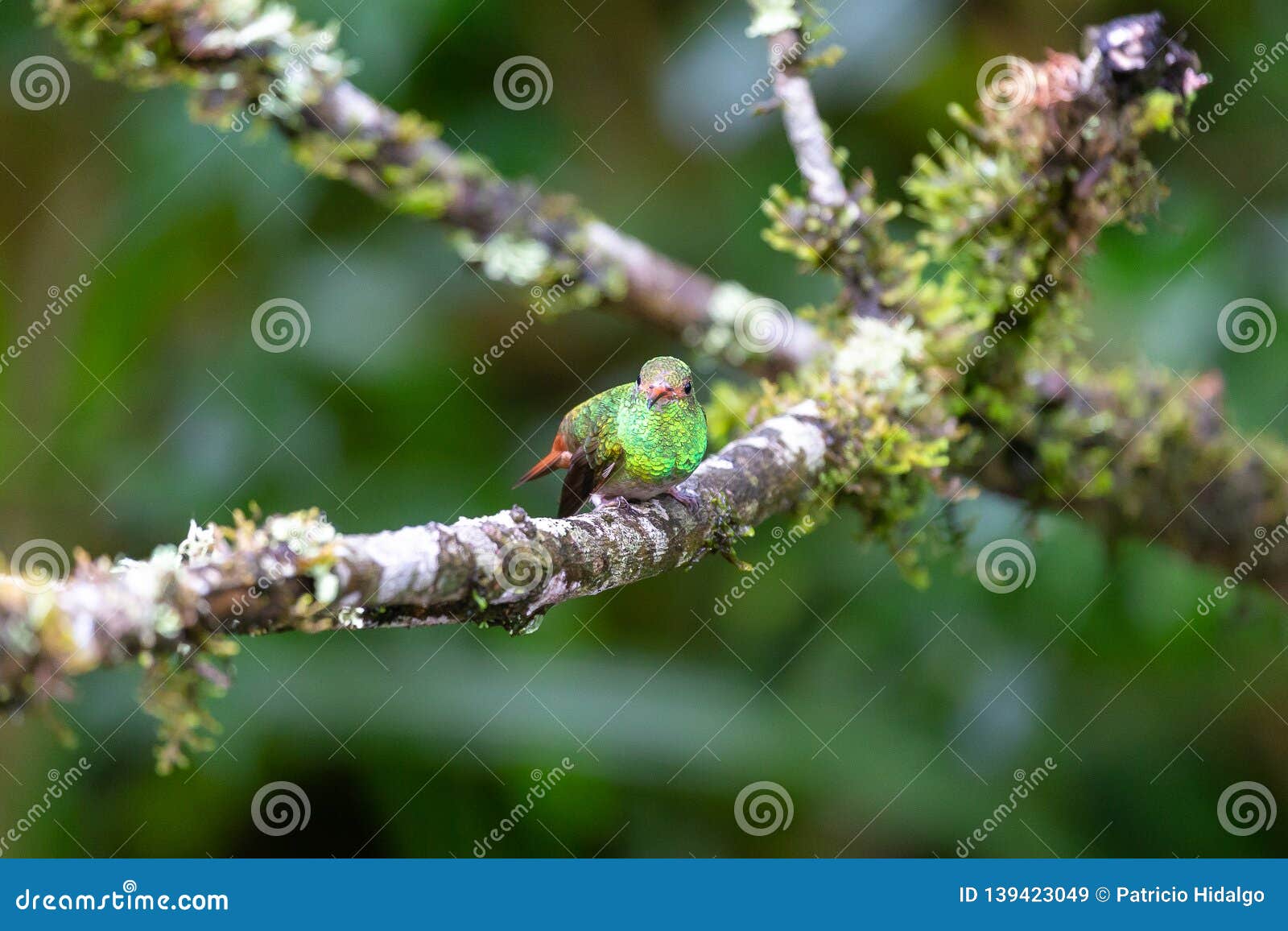 Hummingbird stock image. Image of bird, beautiful, color - 139423049