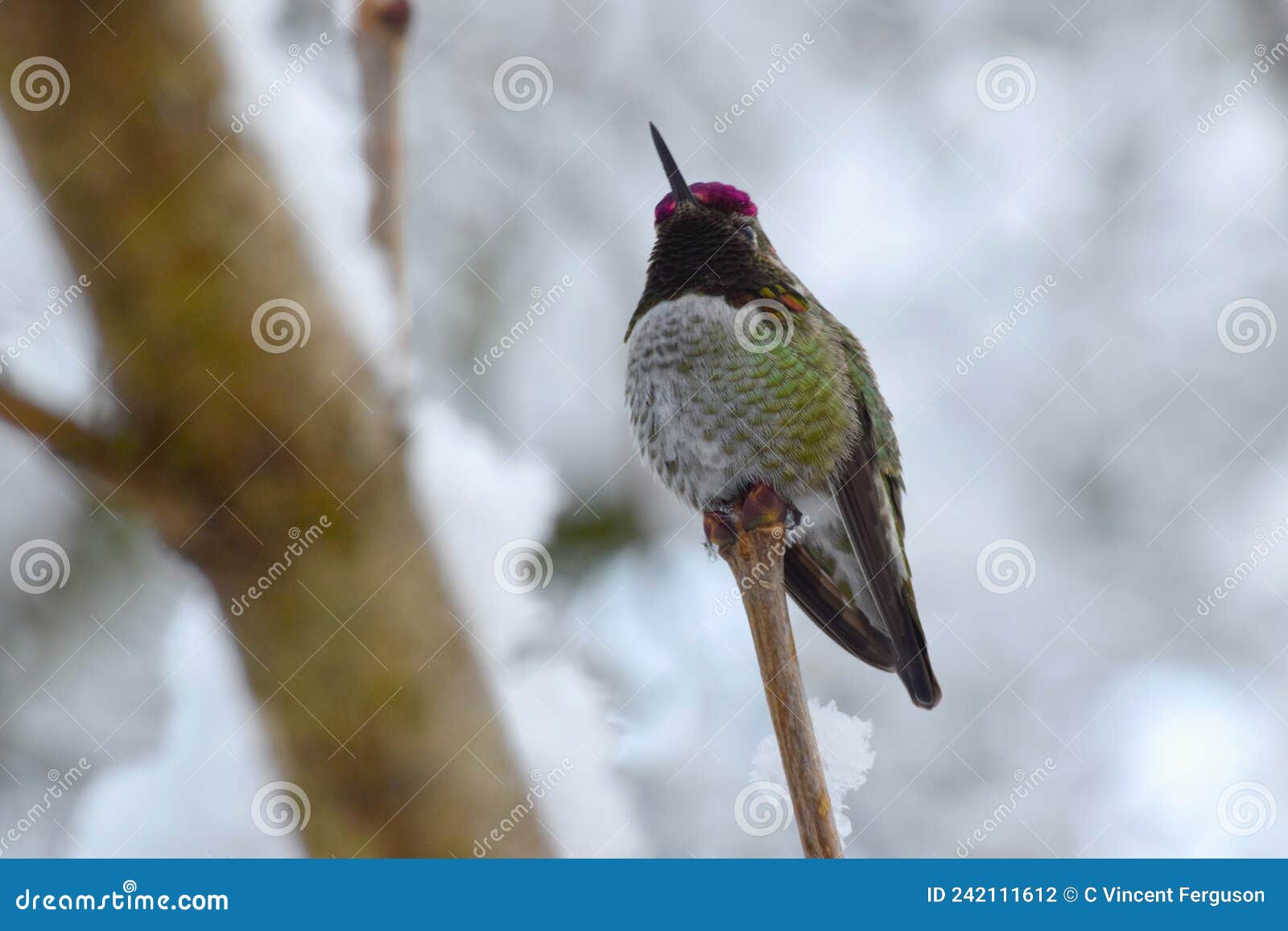 Red Capped Hummingbird in Snow 03 Stock Photo - Image of winter, wings ...