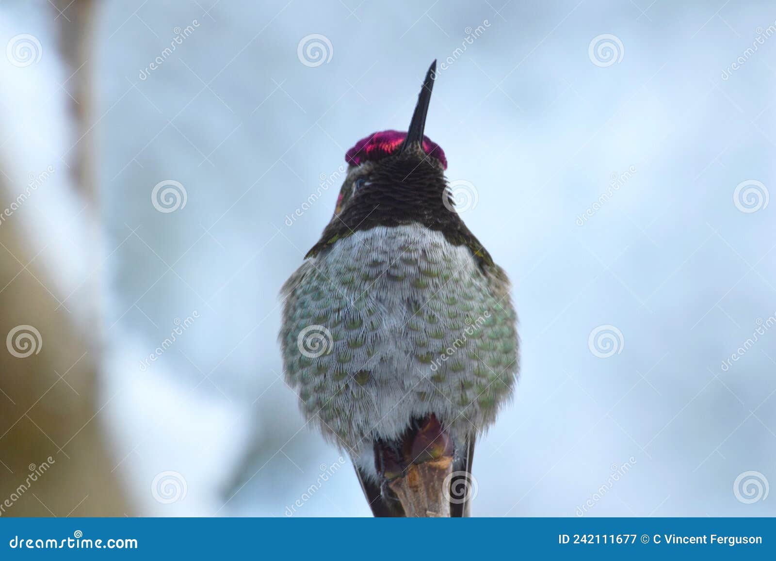 Red Capped Hummingbird in Snow 06 Stock Image - Image of tiny, winter ...