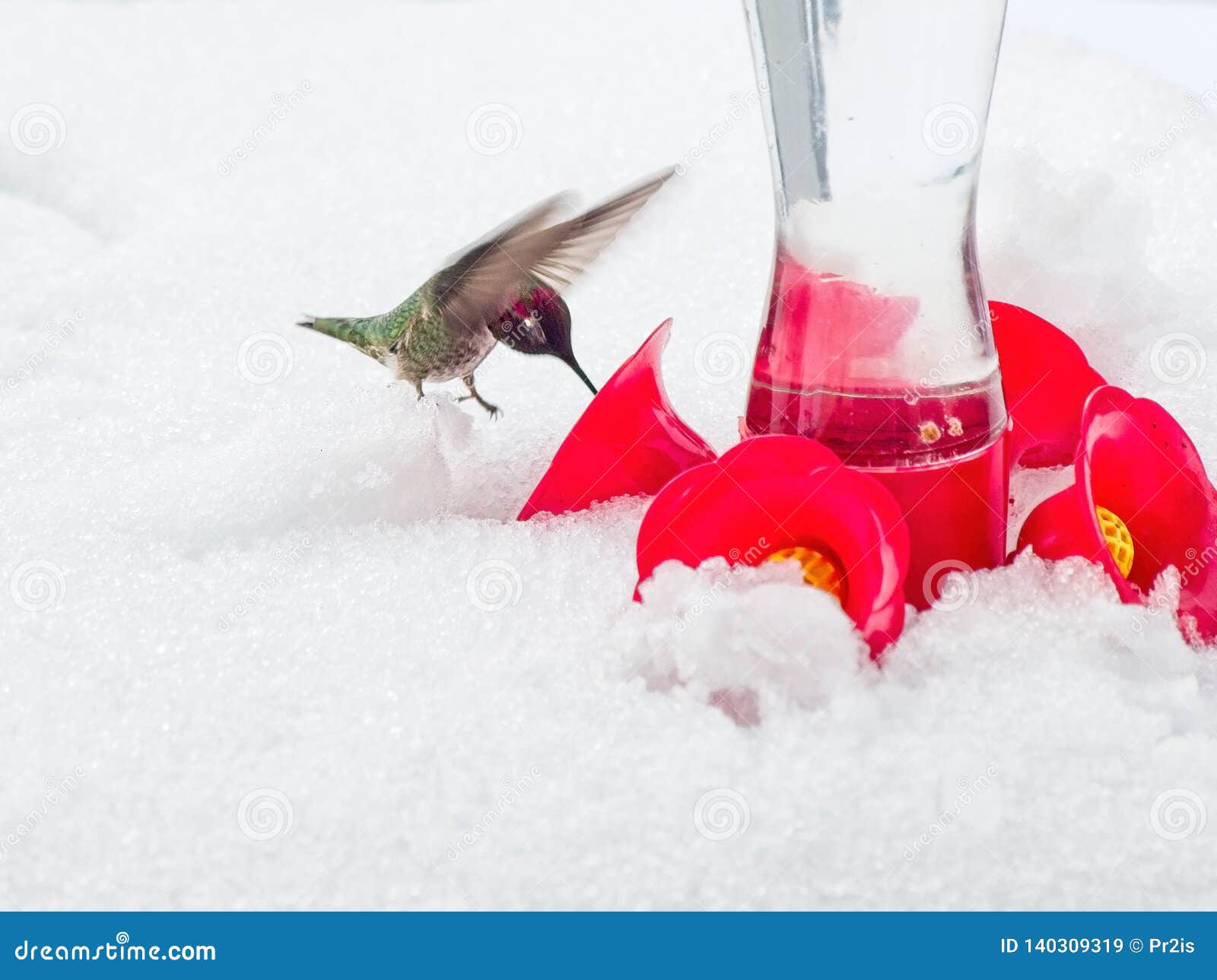 Hummingbird in snow stock image. Image of landscape - 140309319
