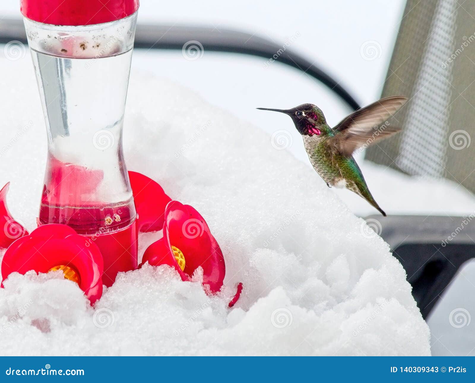 Hummingbird in snow stock image. Image of wildlife, storm - 140309343