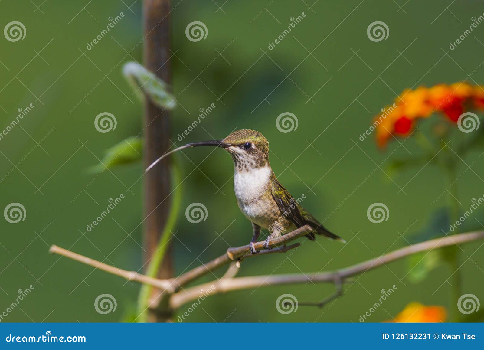 Hummingbird stock image. Image of garden, flight, green - 126132231