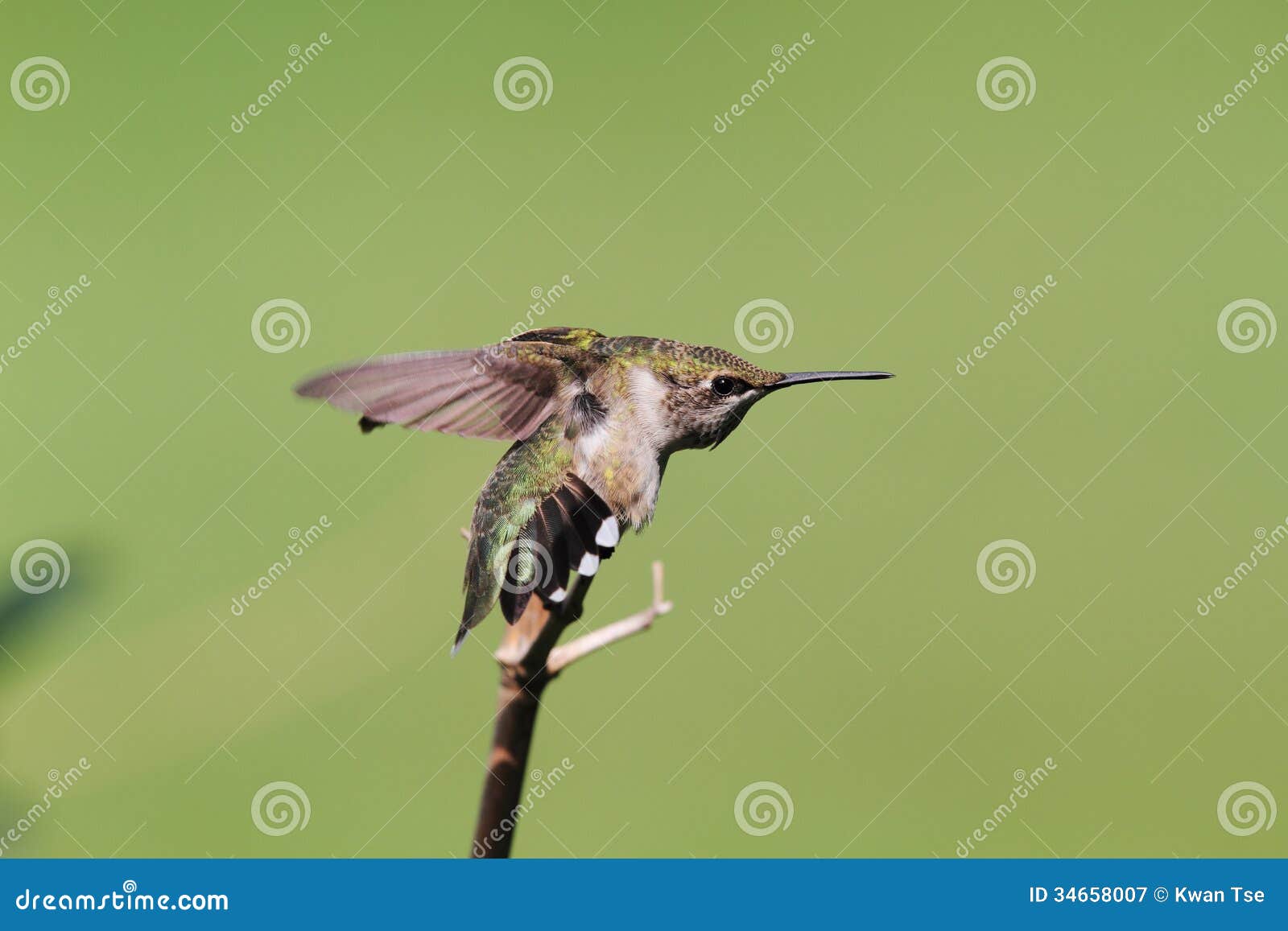 Hummingbird stock image. Image of avian, feathers, colorful - 34658007