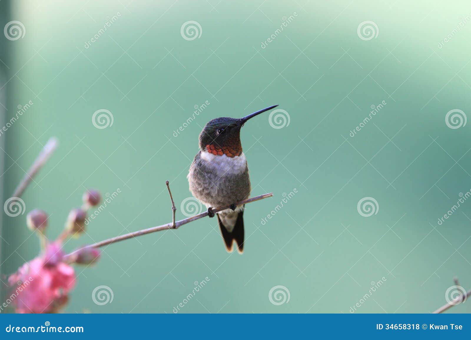 Hummingbird stock photo. Image of flower, wild, feed - 34658318