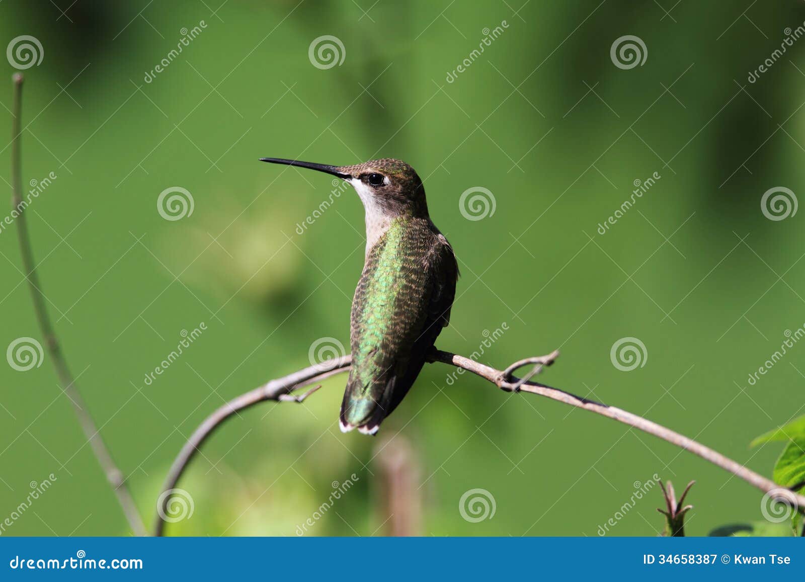 Hummingbird stock image. Image of avian, flower, bird - 34658387