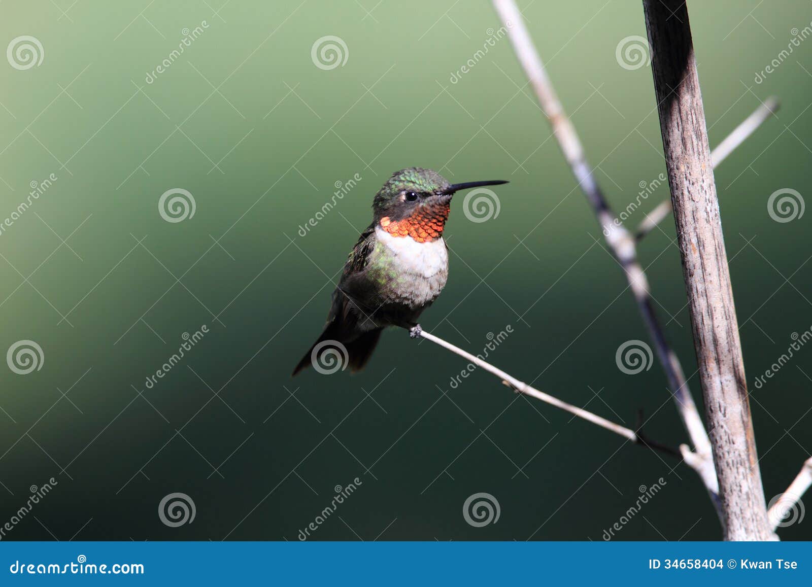 Hummingbird stock photo. Image of wild, feed, colorful - 34658404