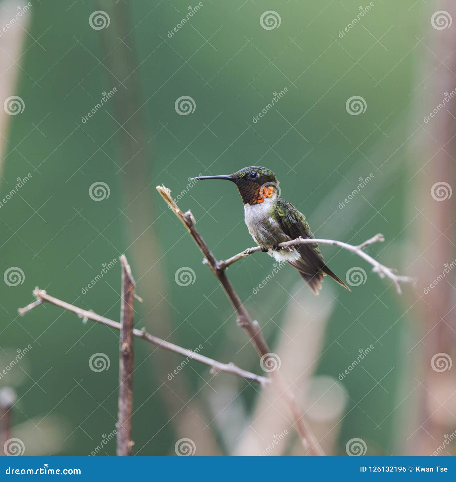 Hummingbird stock photo. Image of wing, bird, birding - 126132196