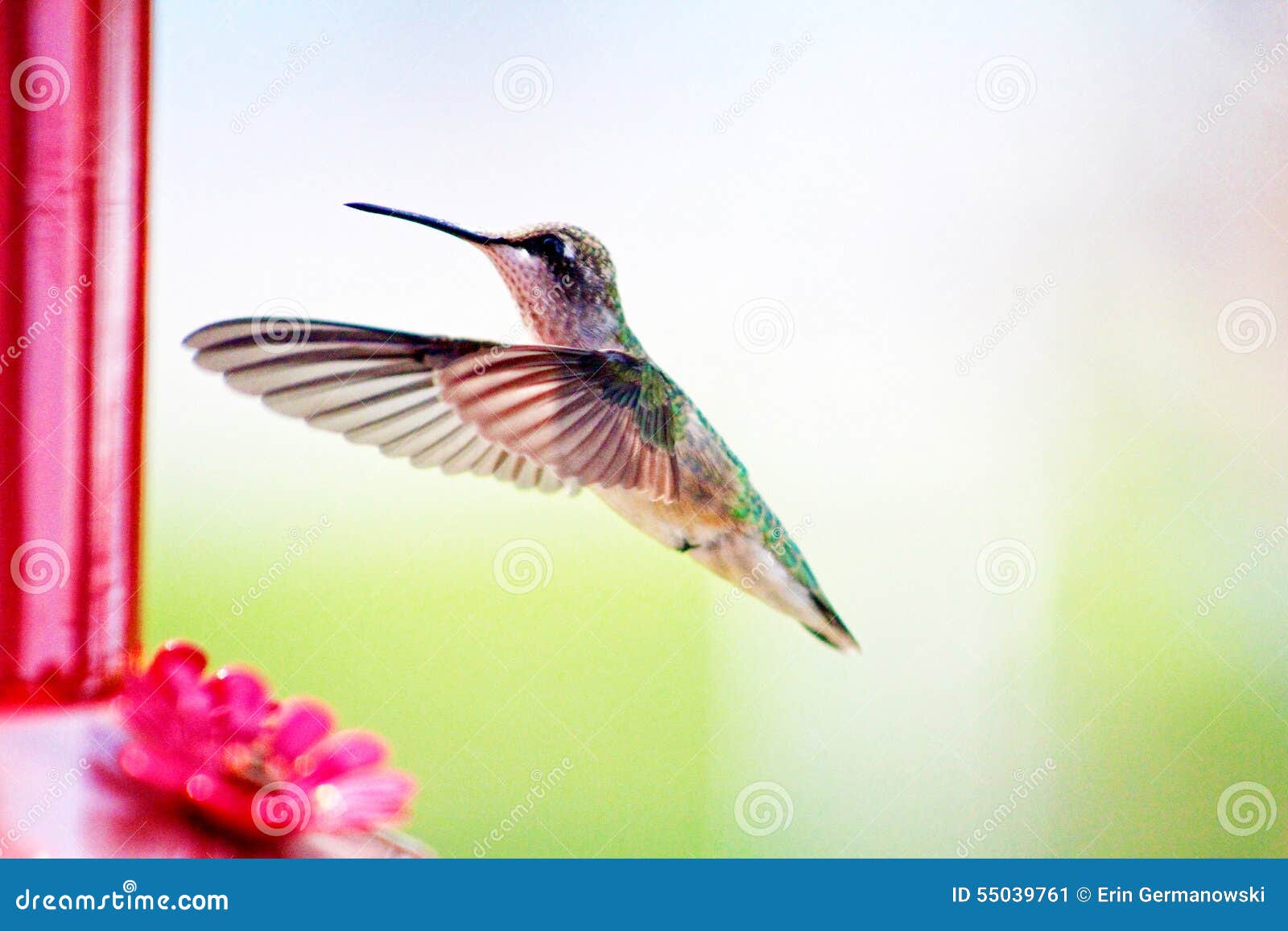 Hummingbird stock image. Image of bird, wing, wings, motion - 55039761