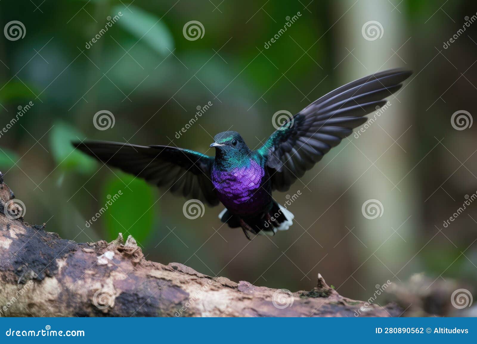 Hummingbird Taking Off, Spreading Its Wings And Flapping Its Tiny Wings ...
