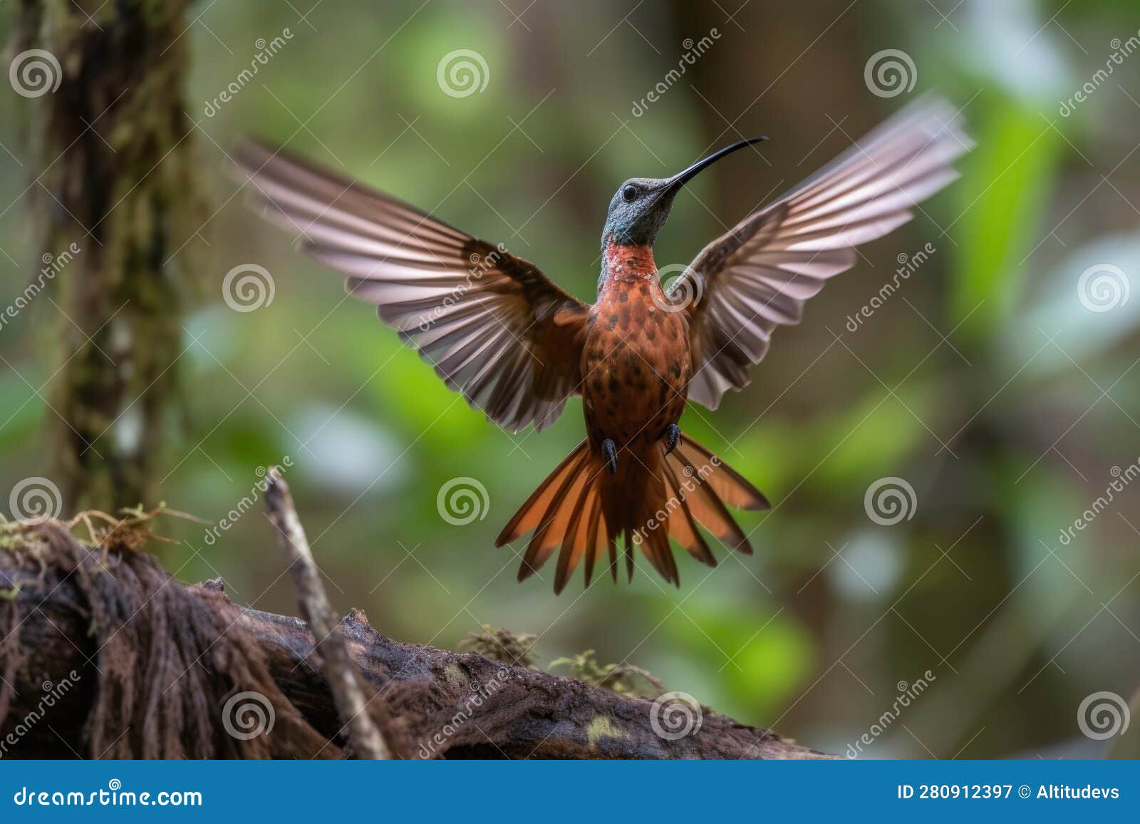 Hummingbird Taking Its First Flight with Full View of the Forest Behind ...