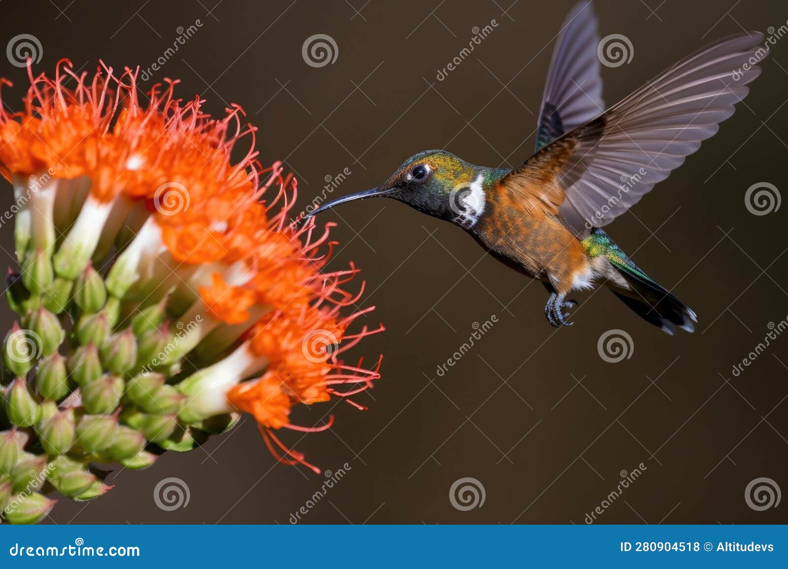 Hummingbird Taking Off from Flower, Its Wings Fluttering in Mid-flight ...