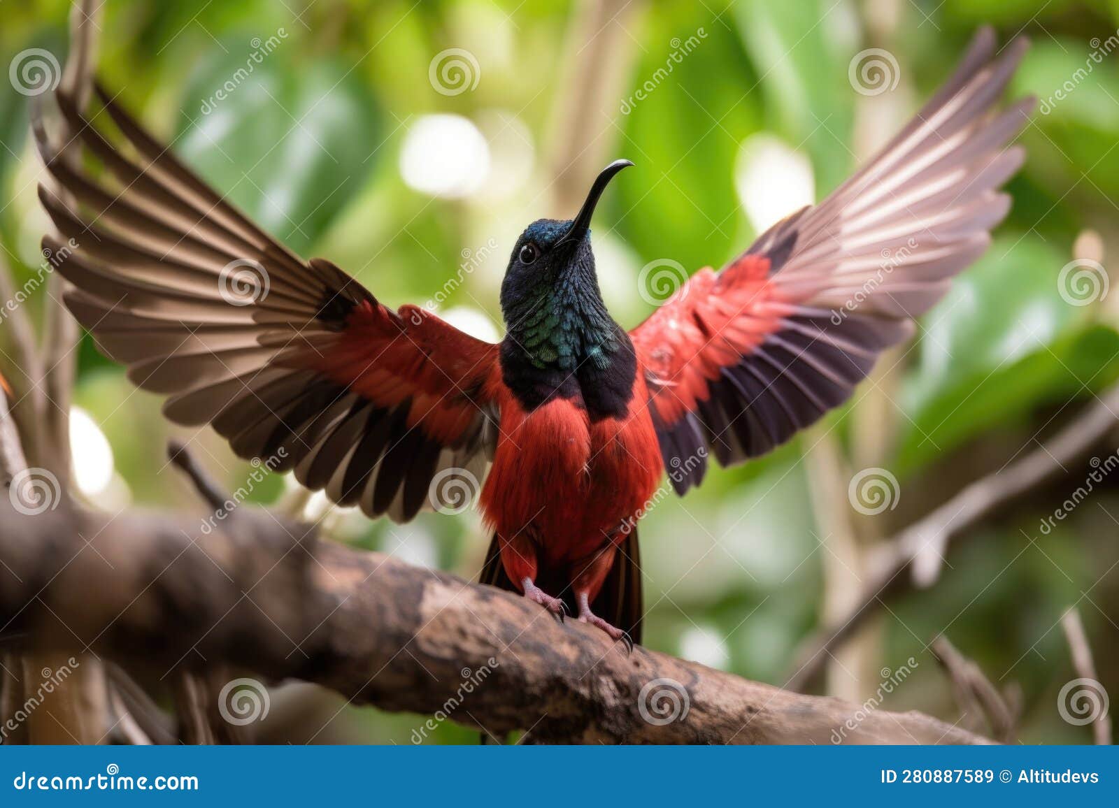 Hummingbird Taking Off, Spreading Its Wings and Flapping Its Tiny Wings ...