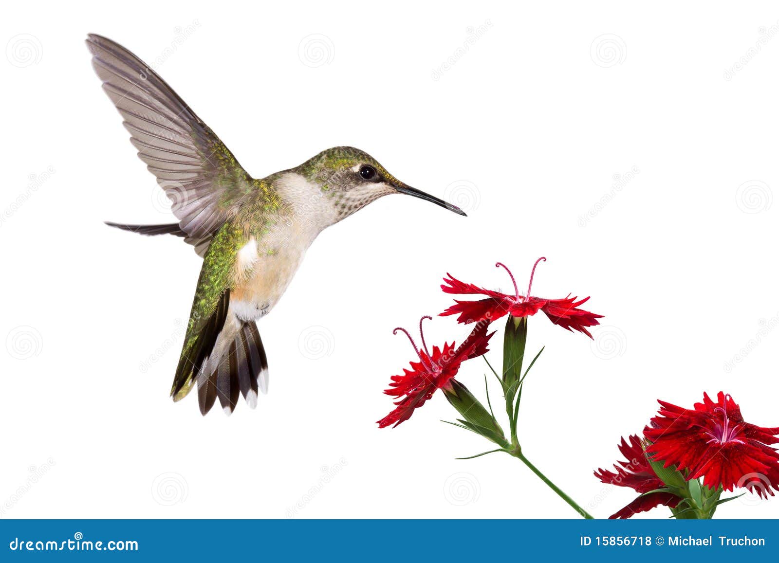 115 Carnation Maroon Stock Photos - Free & Royalty-Free Stock Photos ...