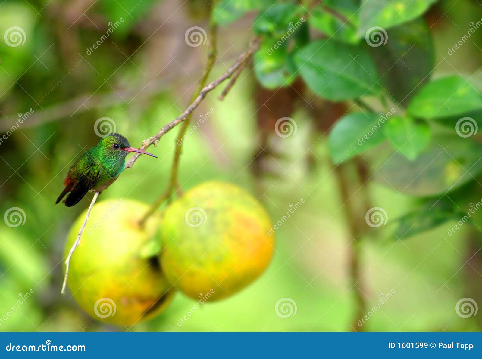 Hummingbird on a Tree Branch Stock Image - Image of rufous, tree: 1601599