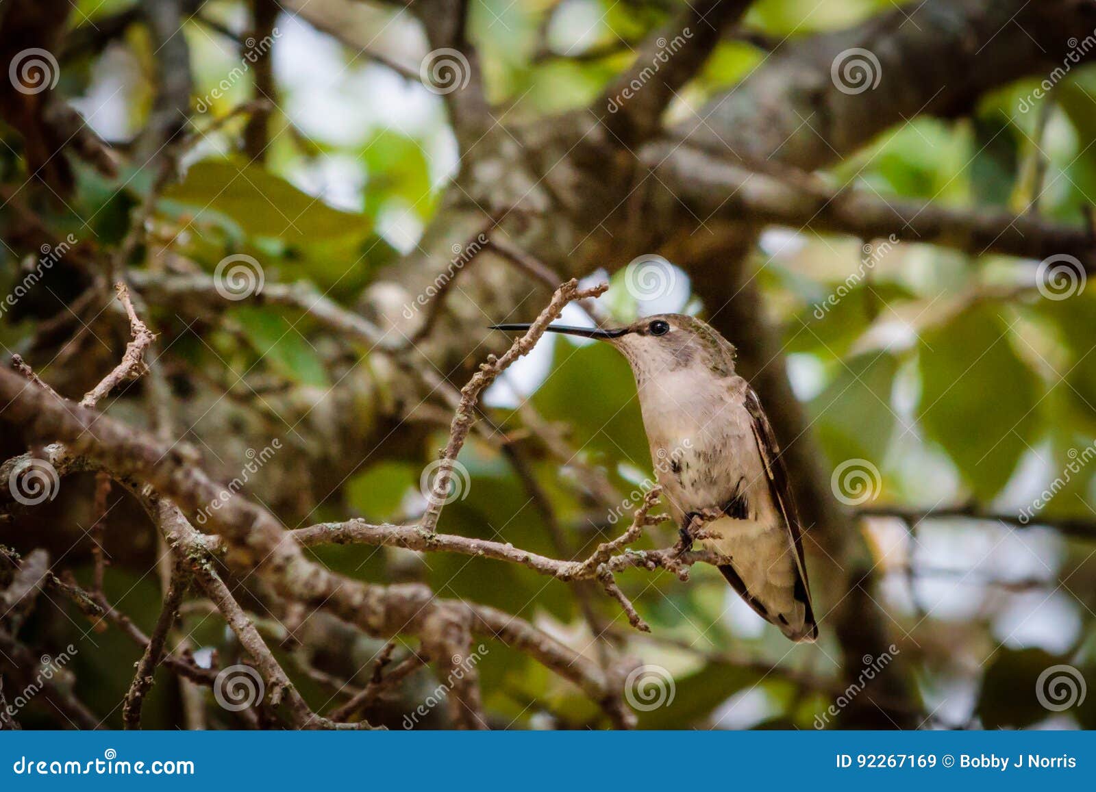 Hummingbird in a Tree stock image. Image of beak, female - 92267169