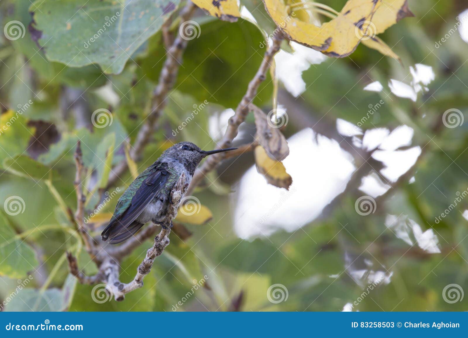 Hummingbird in Tree stock image. Image of flora, wildlife - 83258503