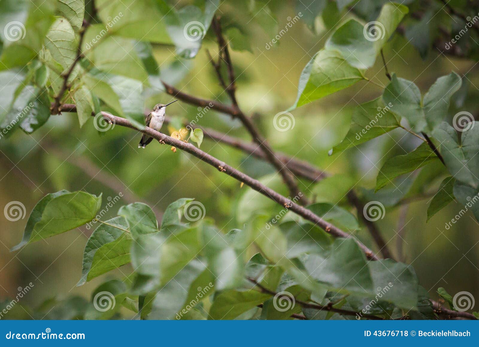 Hummingbird in a tree stock photo. Image of garden, backyard - 43676718