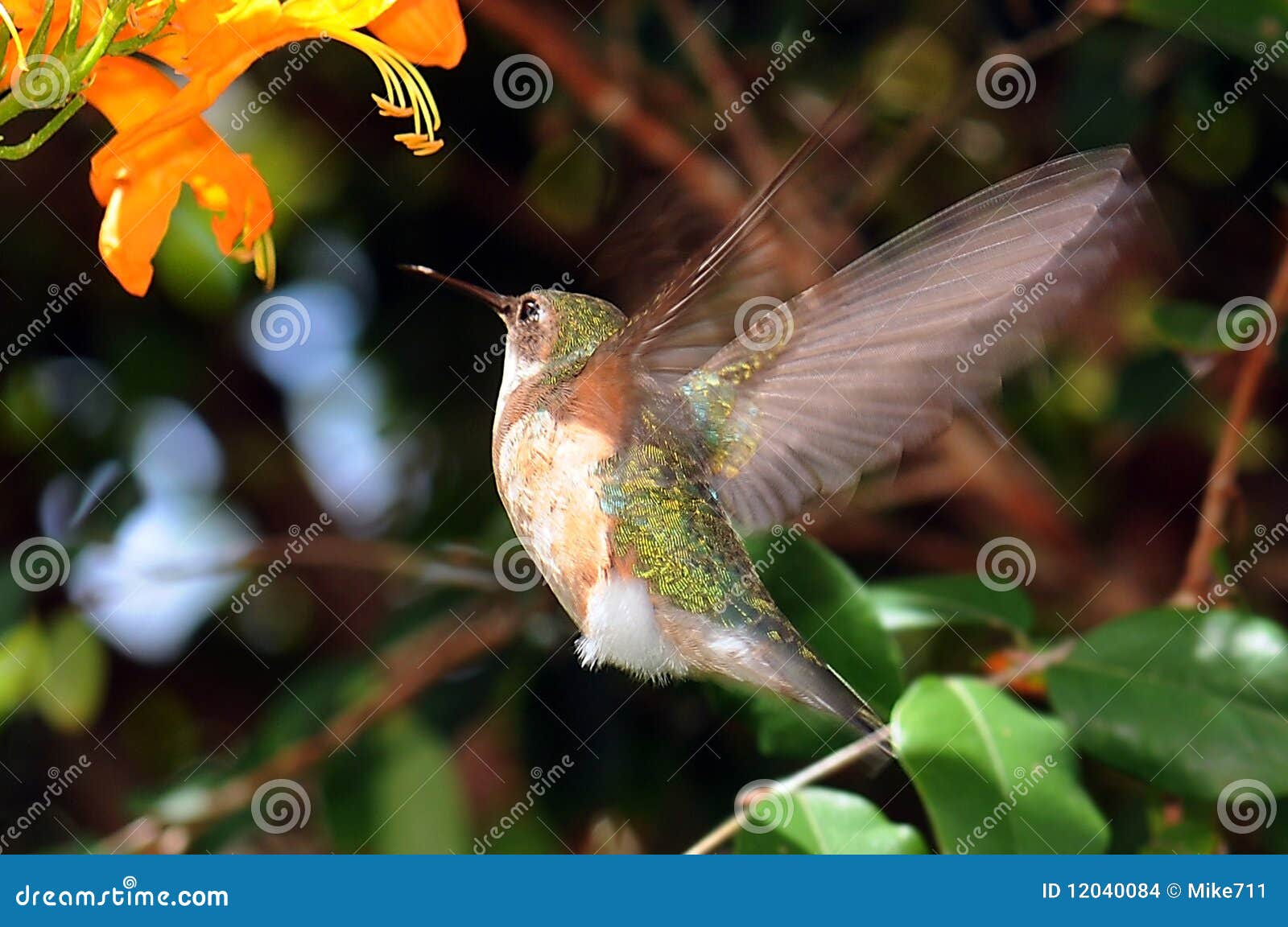 Hummingbird Wings stock photo. Image of colorful, tropical - 12040084