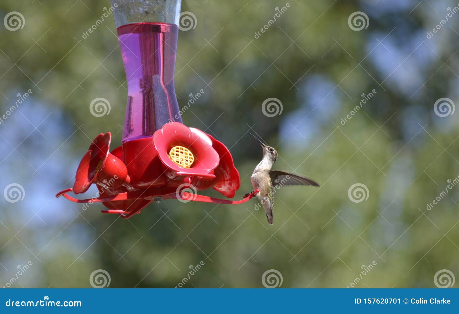 Hummingbird on a Wire or on a Feeder Stock Image - Image of nature ...