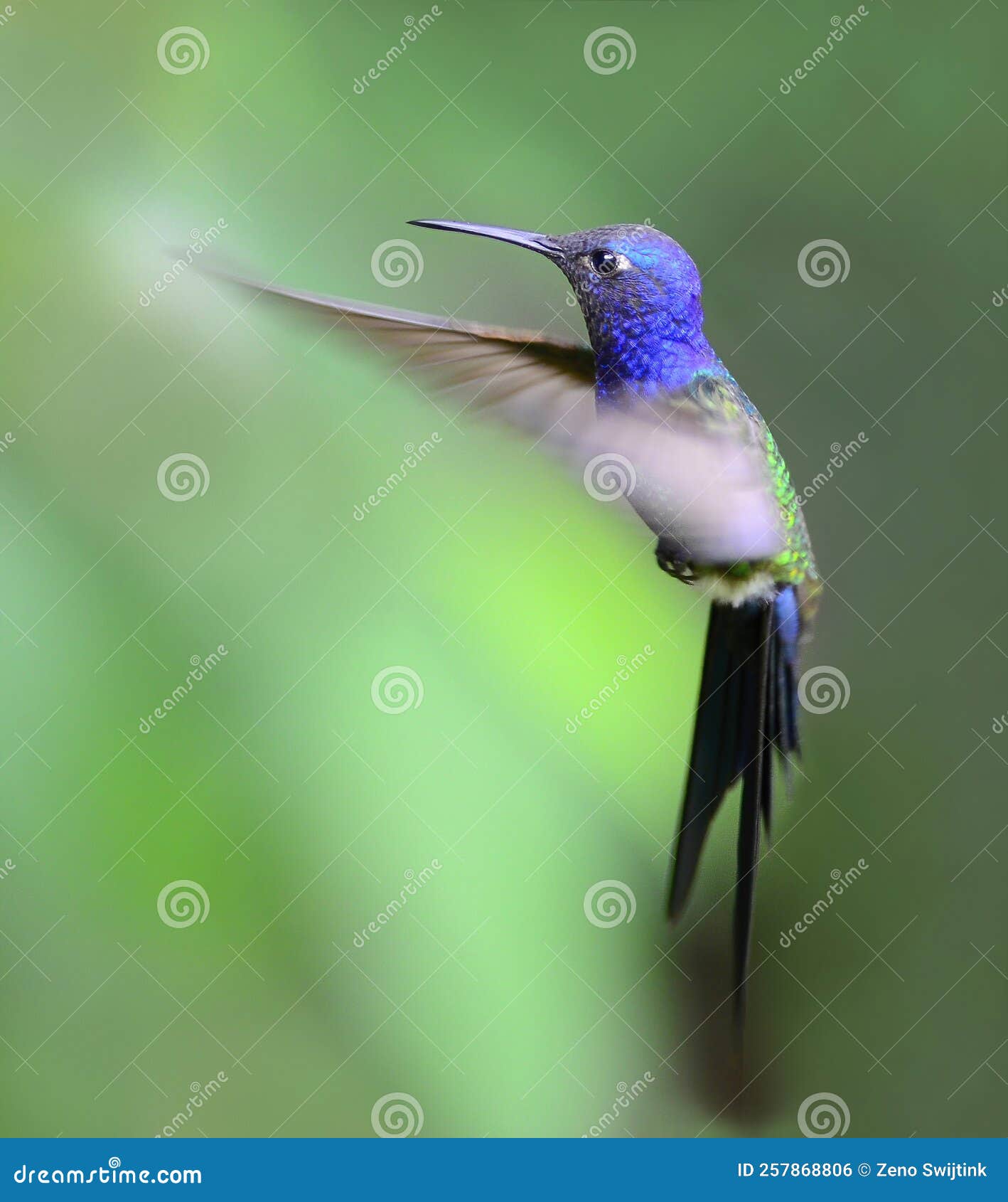 A Beautifully Colored Hummingbird Hovers in the Sky. Stock Photo ...
