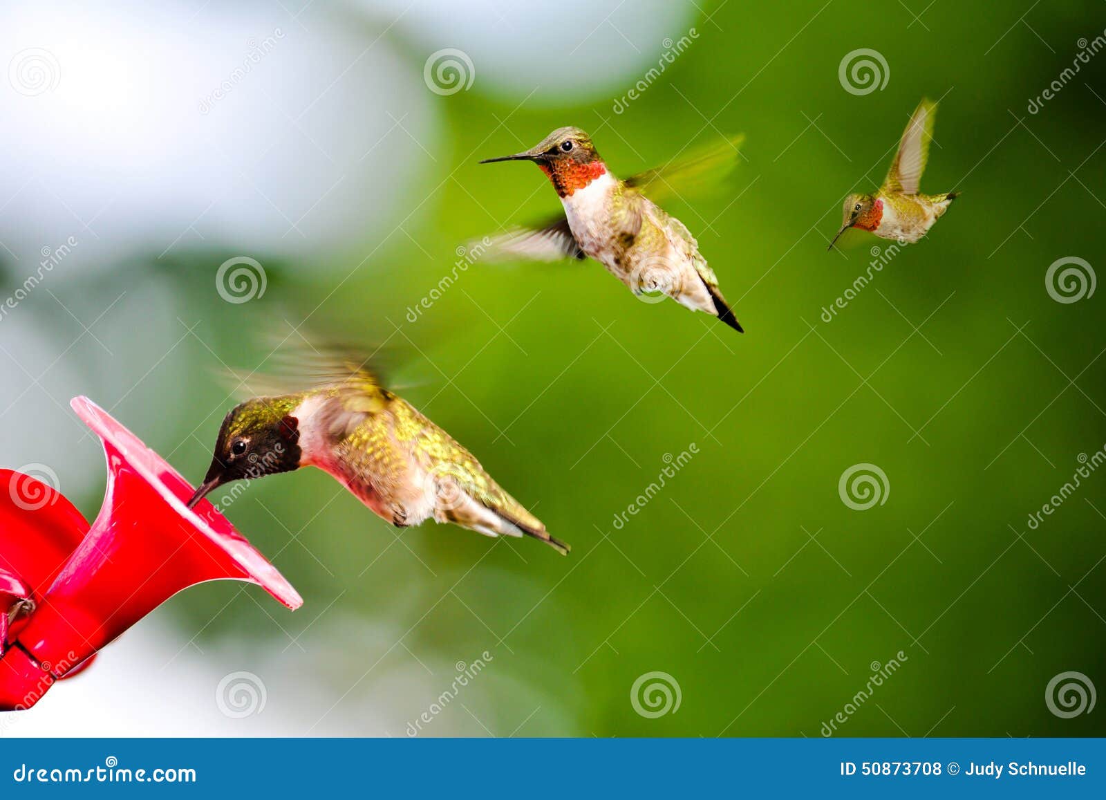 Hummingbirds at a Feeder stock photo. Image of animals - 50873708
