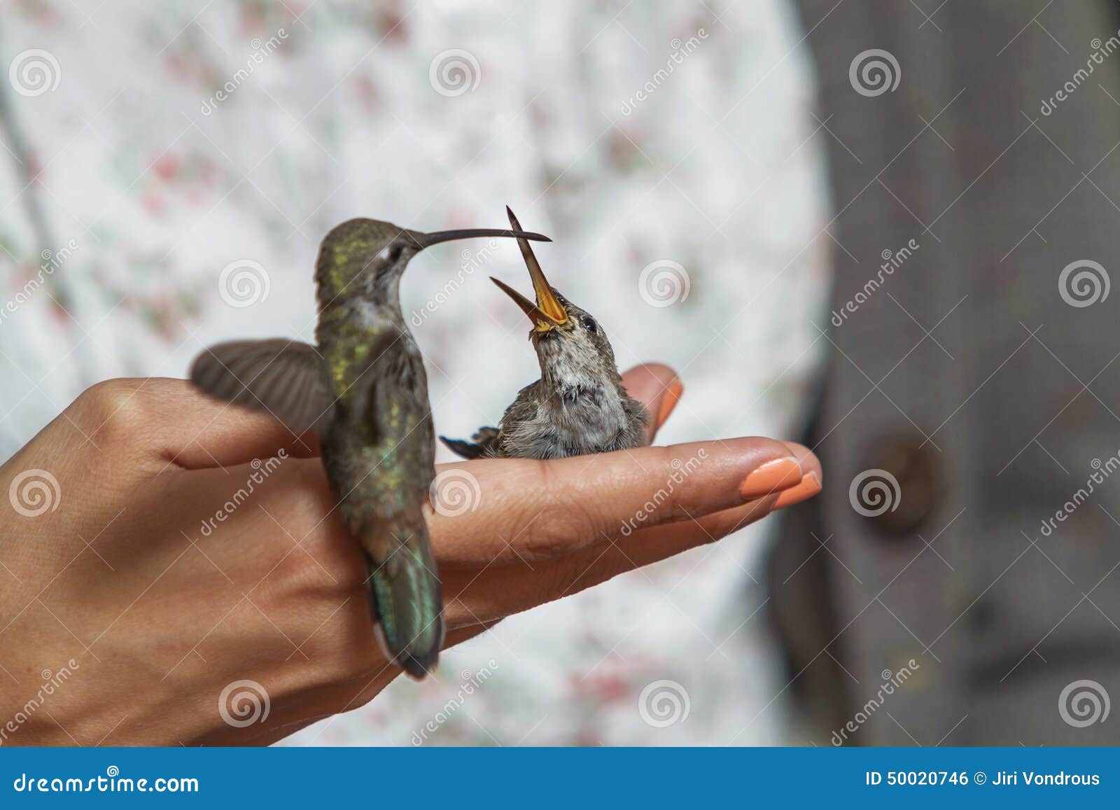 Hummingbirds Feeding on the Hand of Girl Stock Photo - Image of bird ...