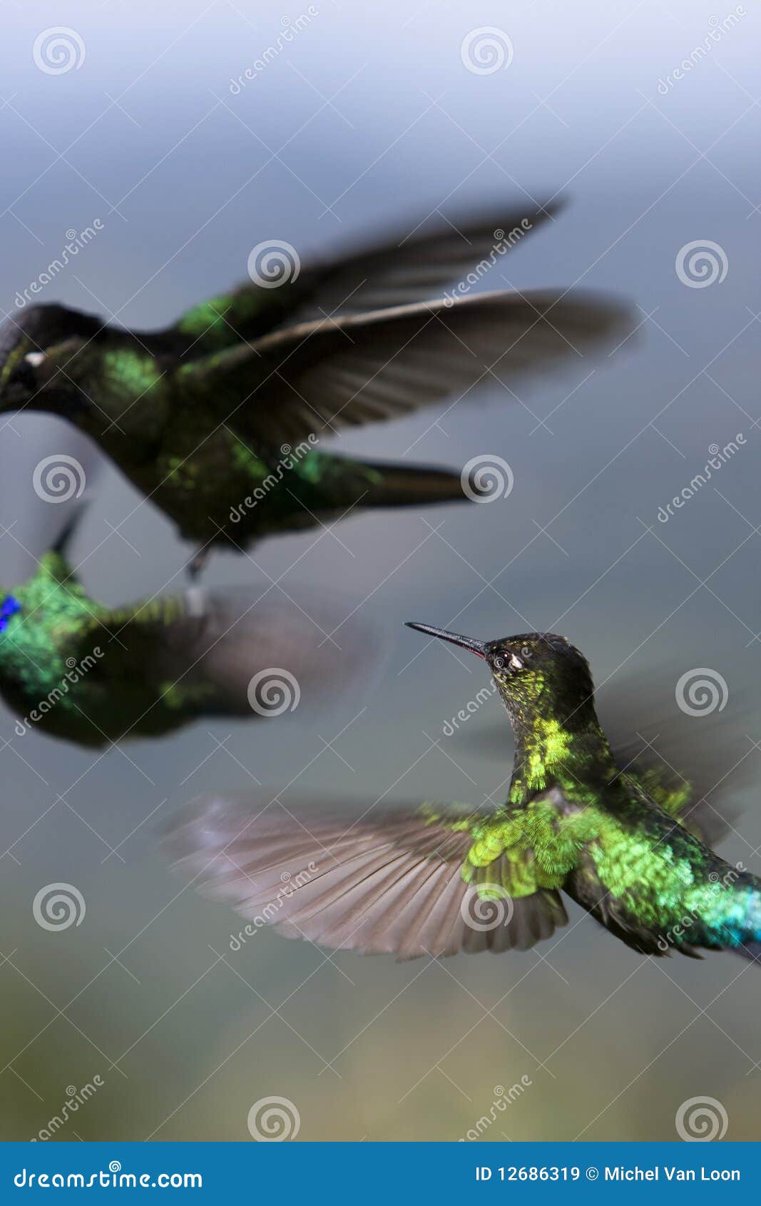 Hummingbirds fighting stock image. Image of friends, movement - 12686319