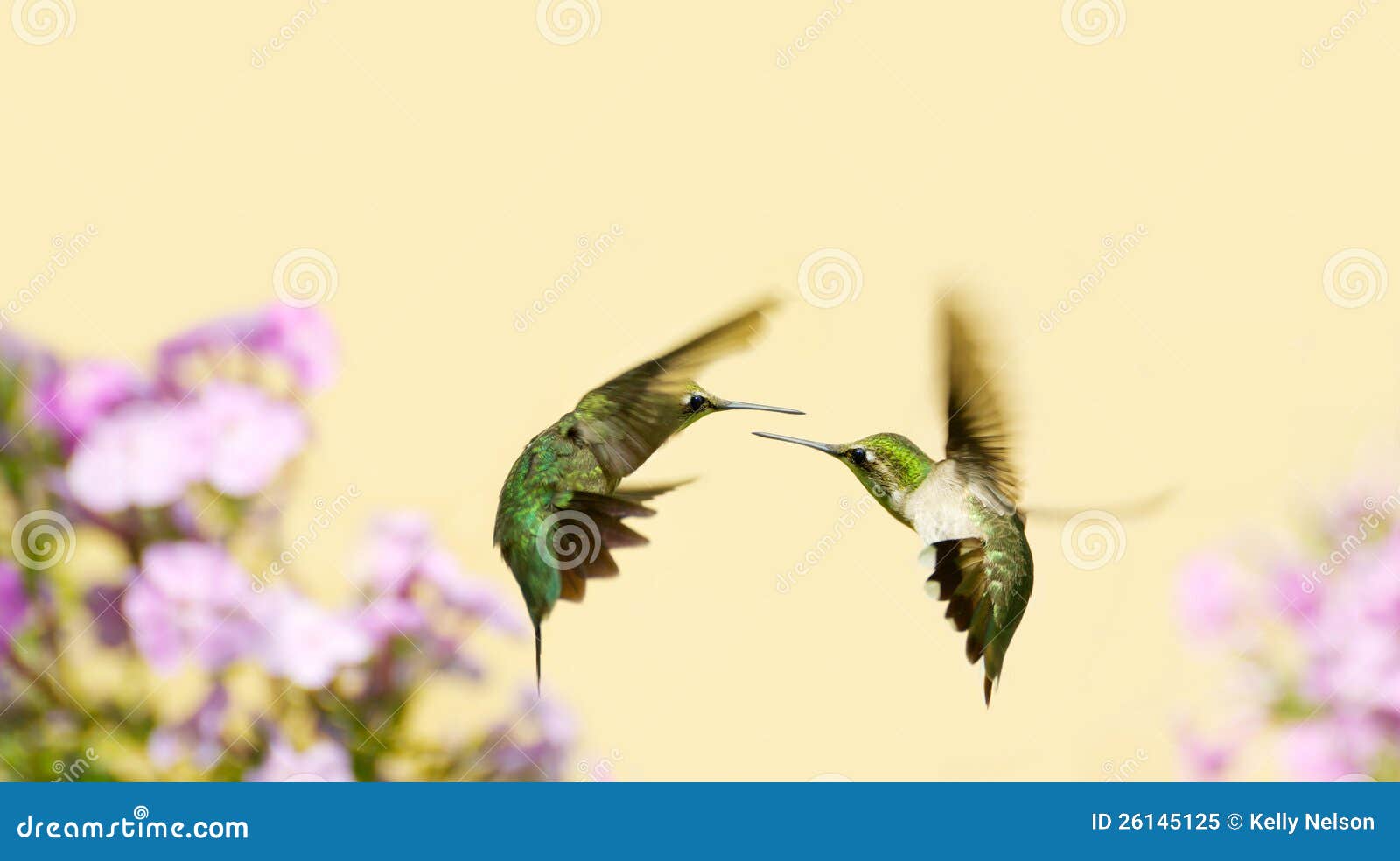 Hummingbirds fighting. stock image. Image of iridescent - 26145125