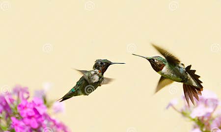 Hummingbirds fighting. stock image. Image of aggression - 26469003
